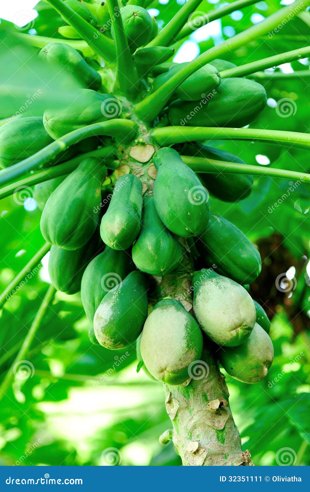 Papaya tree stock image. Image of natural, asian, tree - 32351111