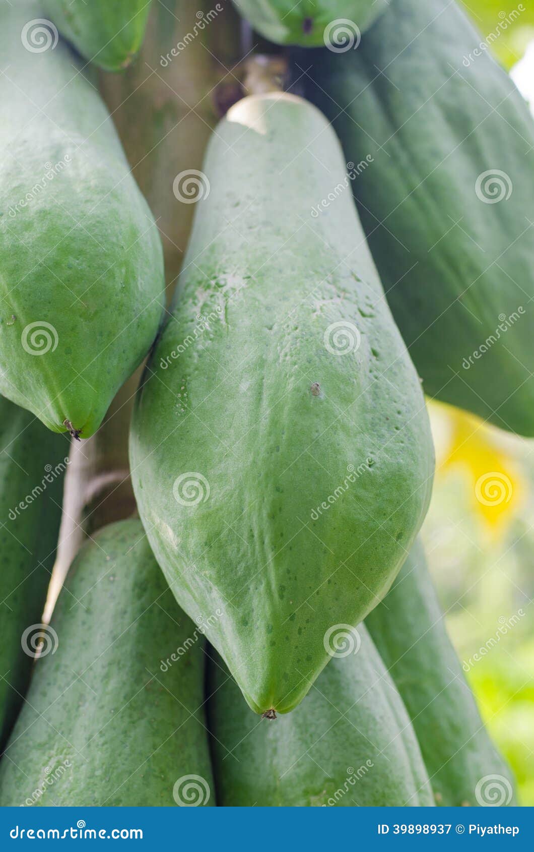 Papaya on the tree stock image. Image of garden, branch - 39898937