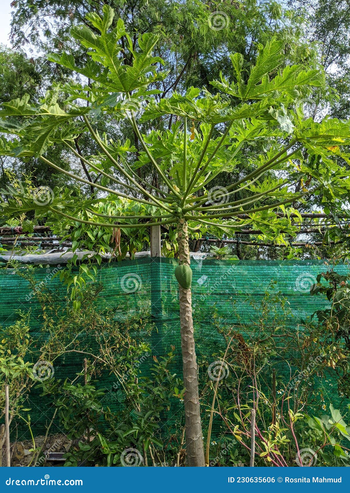Papaya tree in the farm stock photo. Image of branch - 230635606