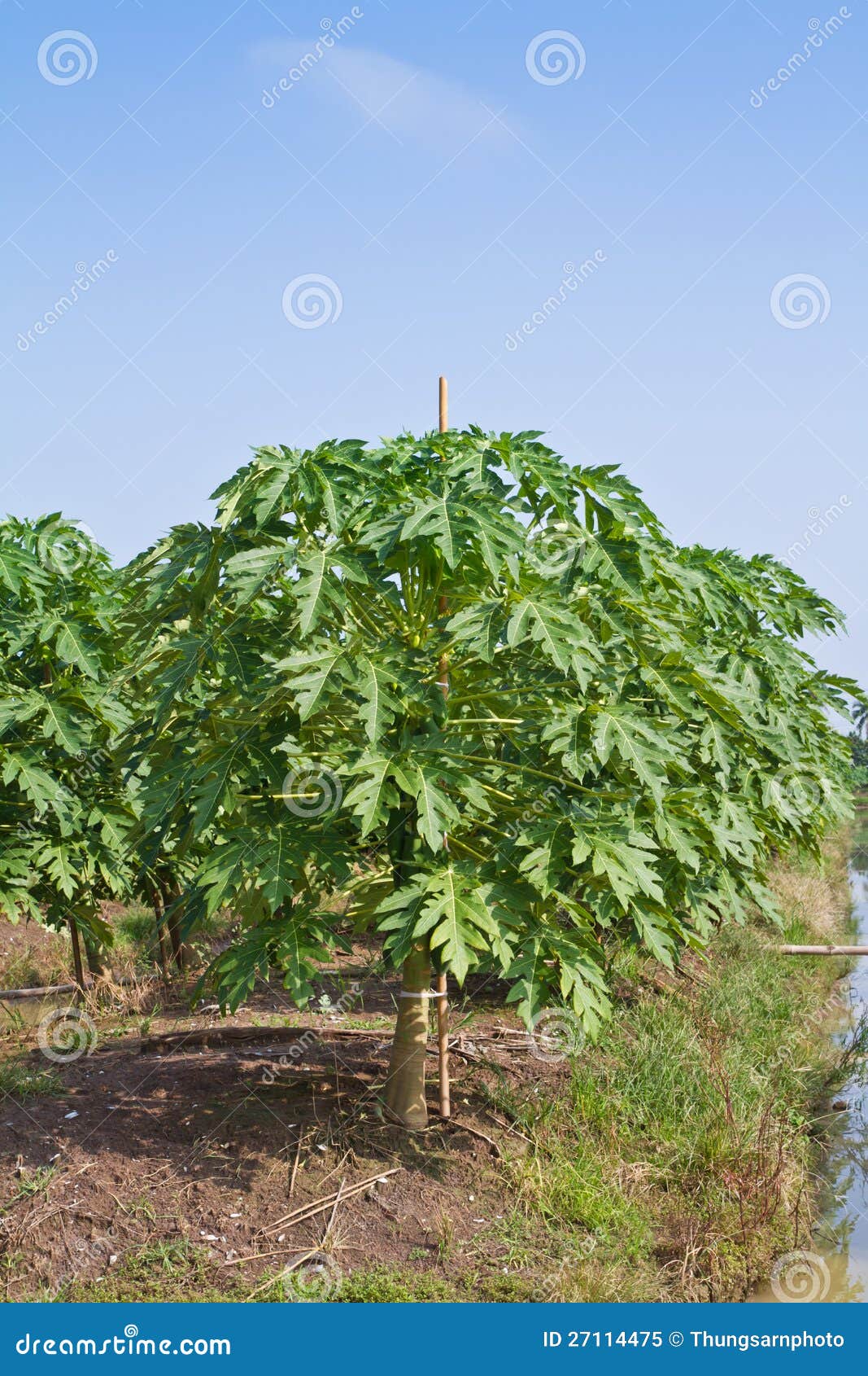 Papaya tree in the farm stock image. Image of papaya - 27114475