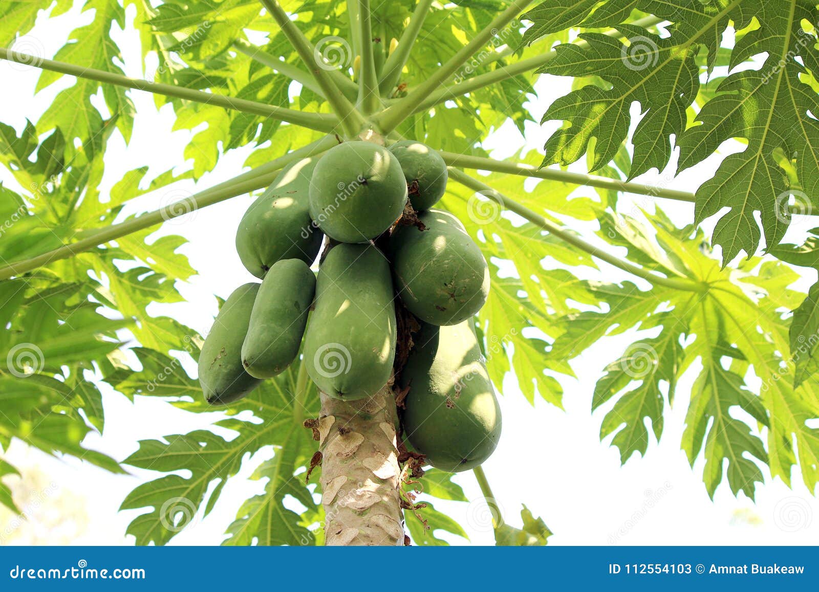 Papaya on Tree and Papaya Farm Stock Image - Image of grow, outdoor ...