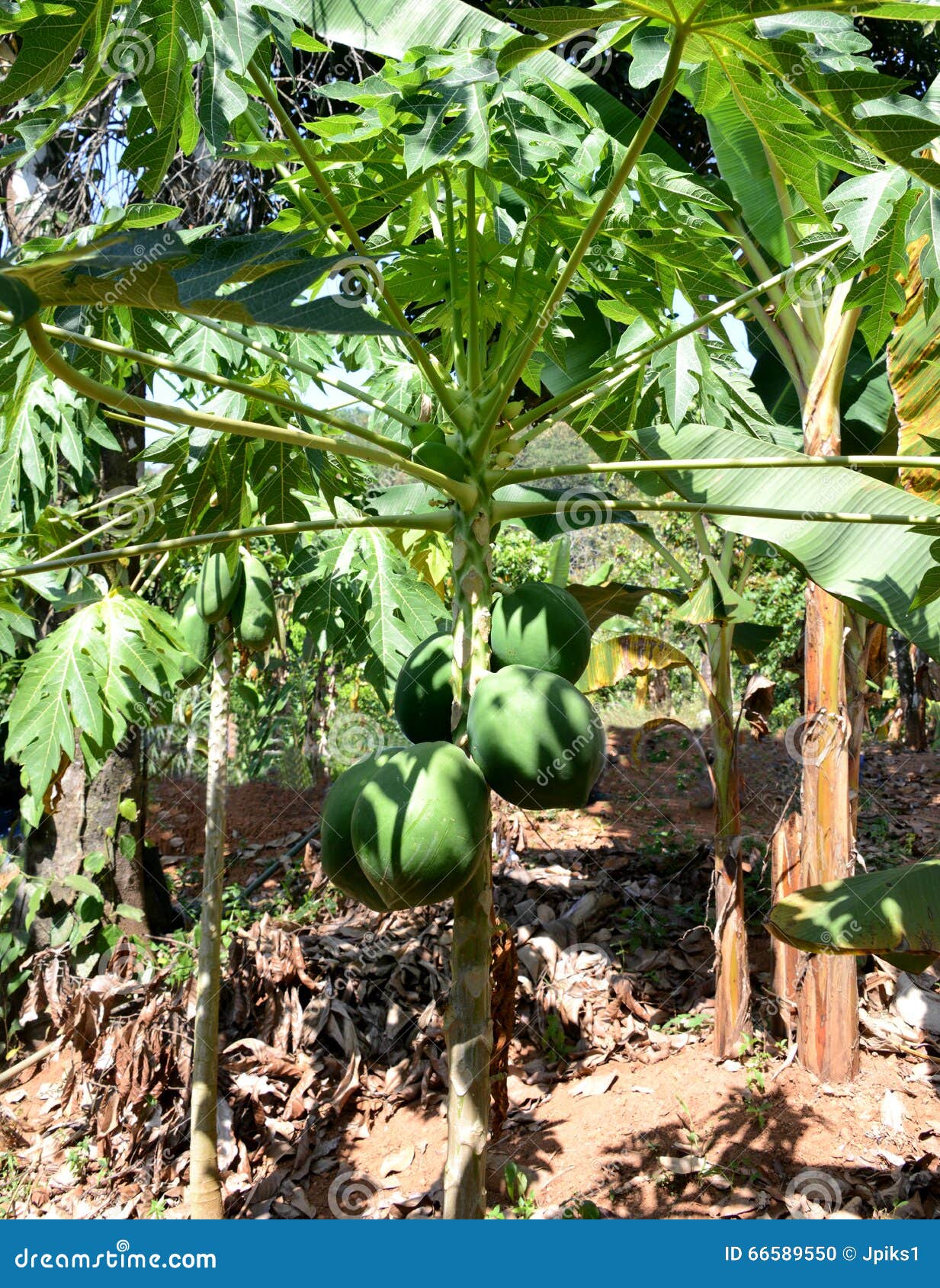 Papaya Tree stock photo. Image of india, green, farm - 66589550