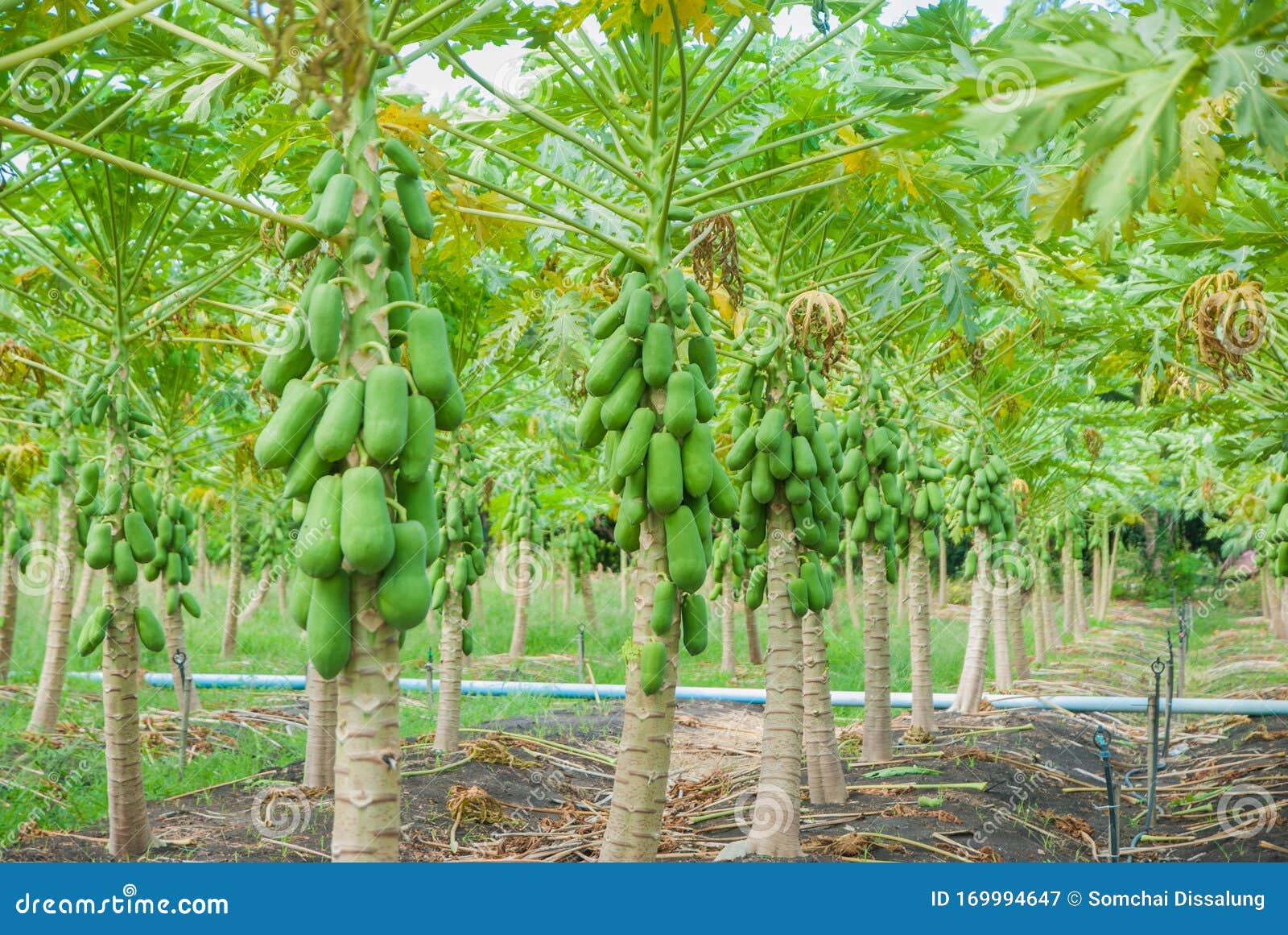 Papaya Tree, Papaya Tree Farm, Papaya Tree Farm from Thailand Country ...