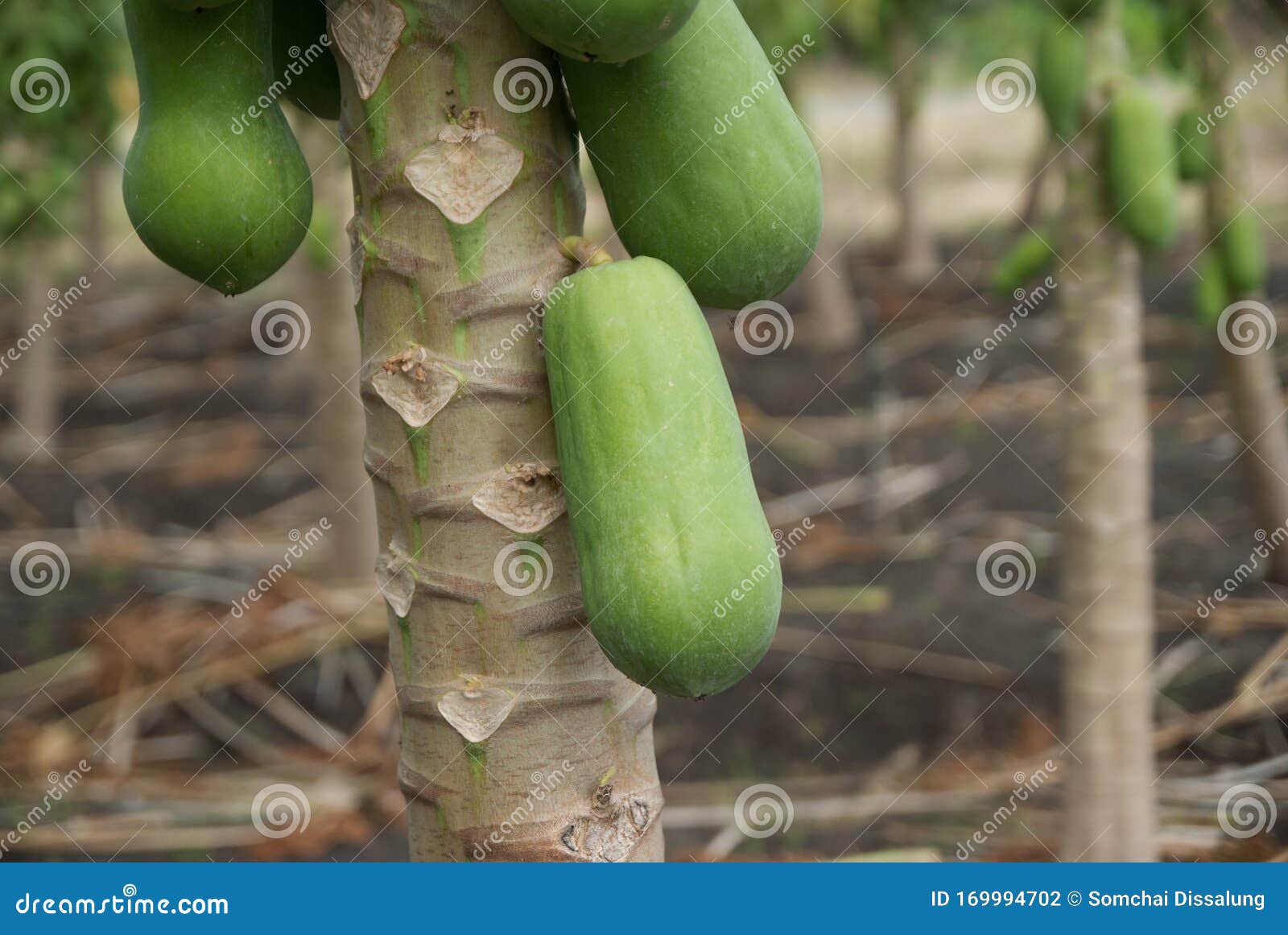 Papaya Tree, Papaya Tree Farm, Papaya Tree Farm from Thailand Country ...