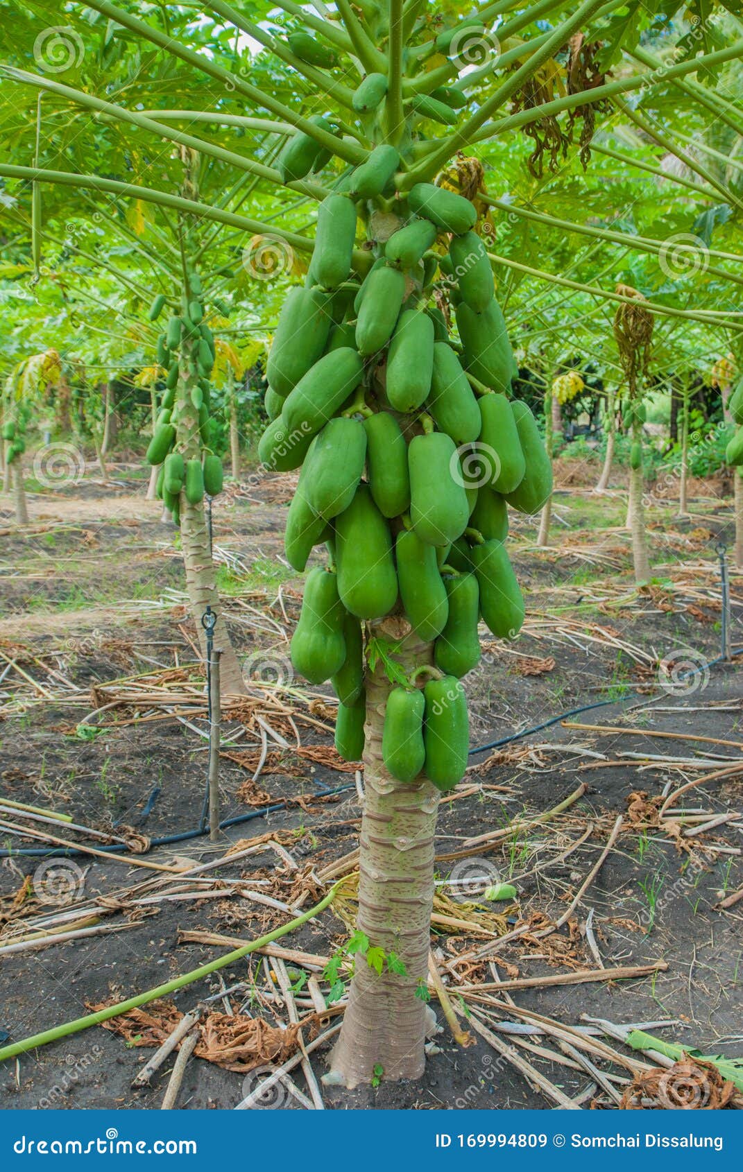 Papaya Tree, Papaya Tree Farm, Papaya Tree Farm from Thailand Country ...