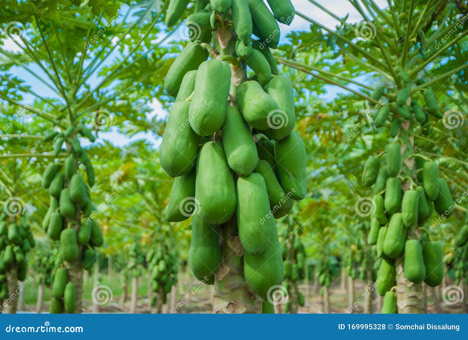 Papaya Tree, Papaya Tree Farm, Papaya Tree Farm from Thailand Country ...