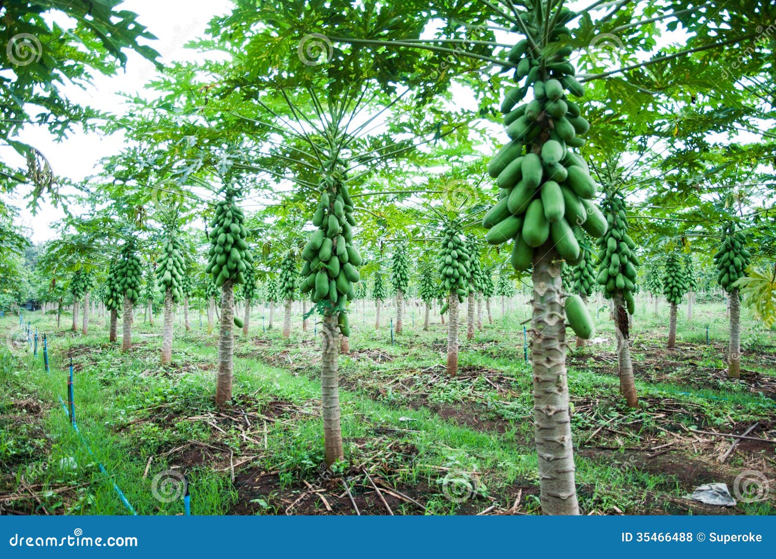 Papaya tree stock photo. Image of grow, natural, fruit - 35466488