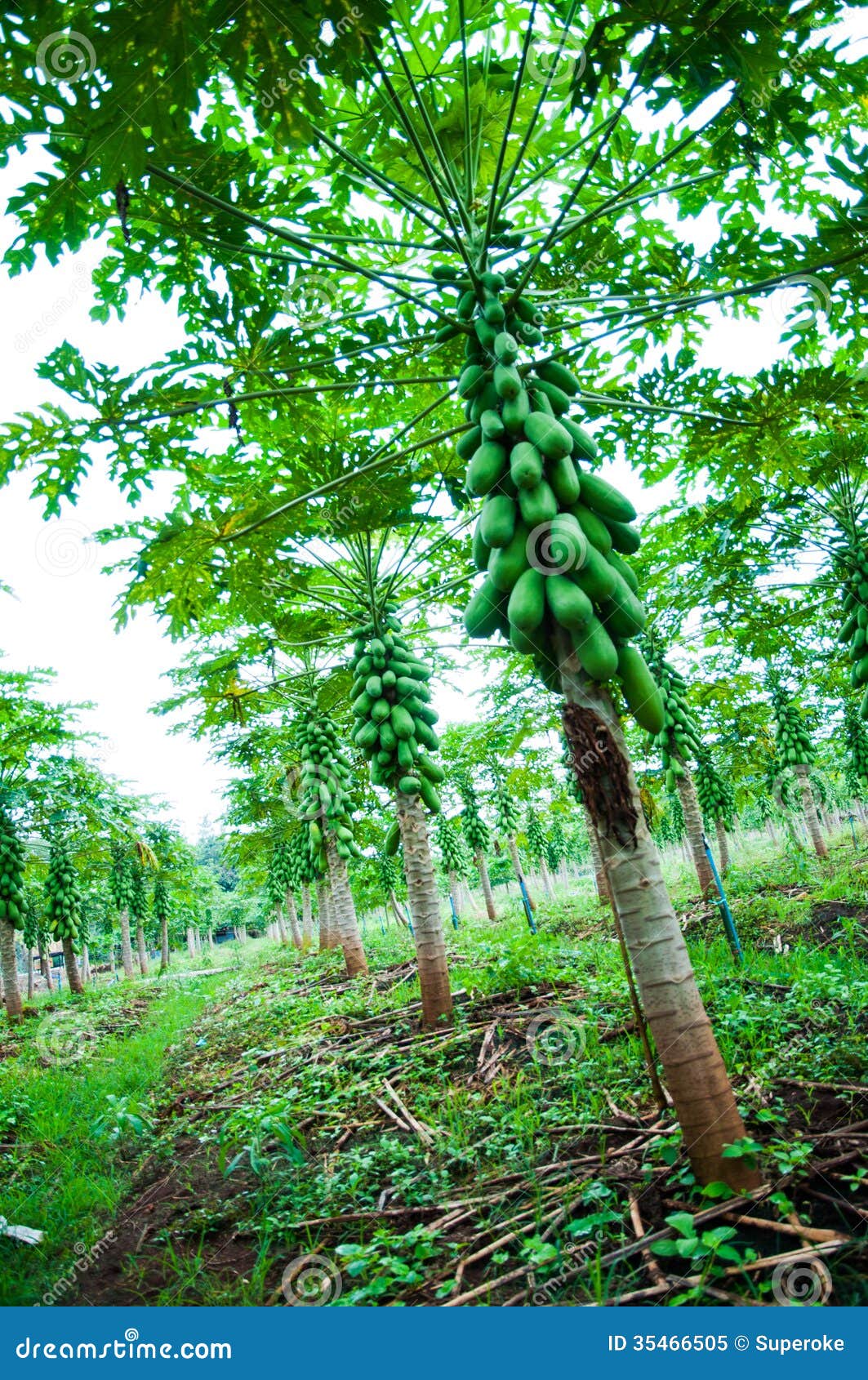 Papaya tree stock image. Image of fruit, exotic, agriculture - 35466505