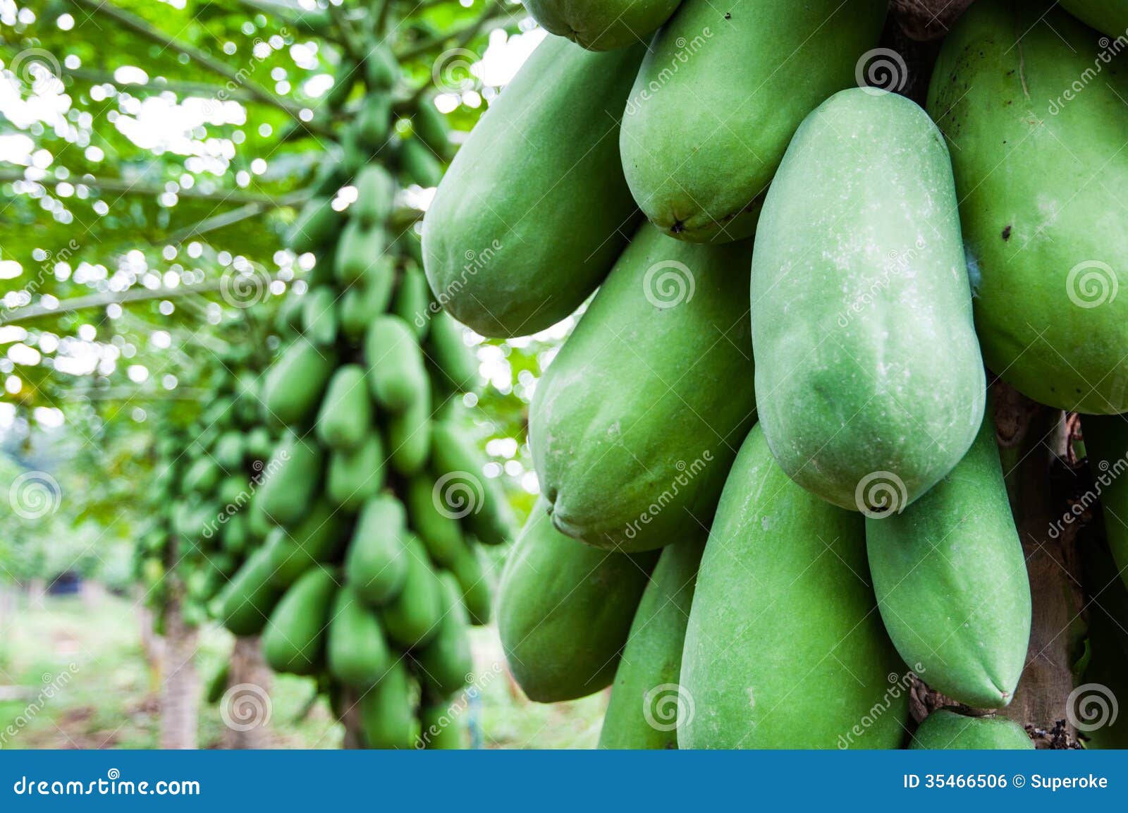 Papaya tree stock photo. Image of bunch, papaya, farm - 35466506