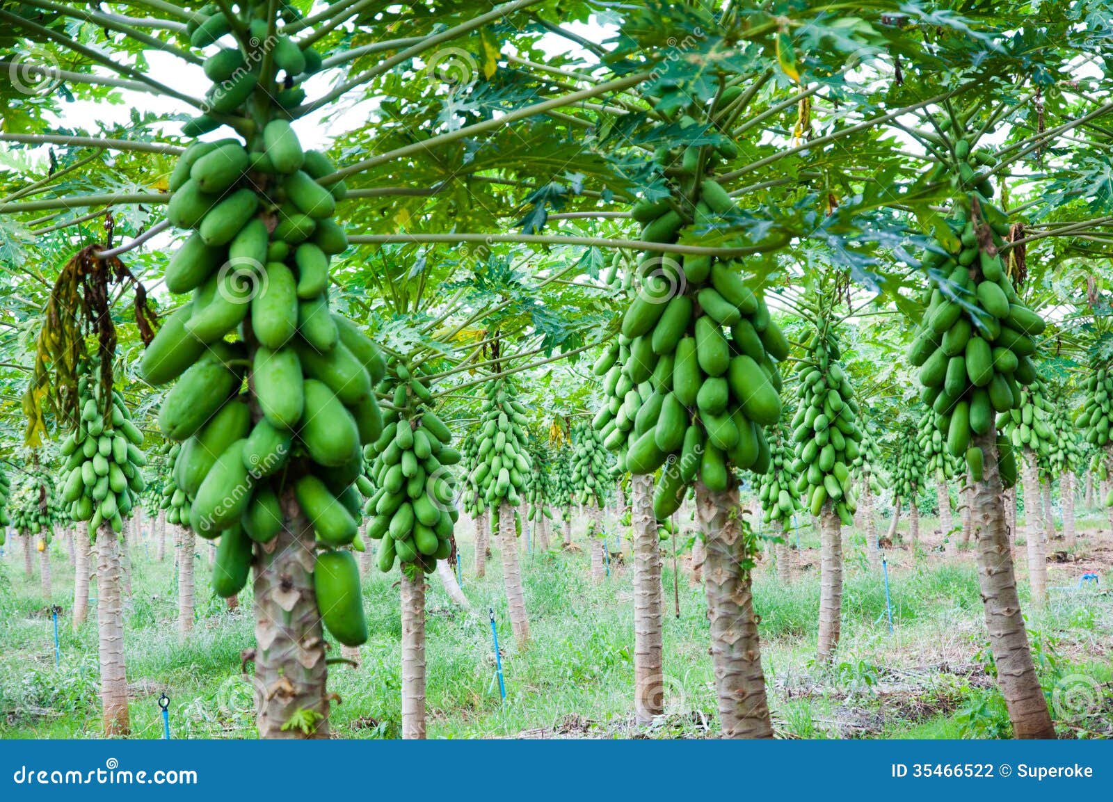 Papaya tree stock photo. Image of farm, leaf, orchard - 35466522