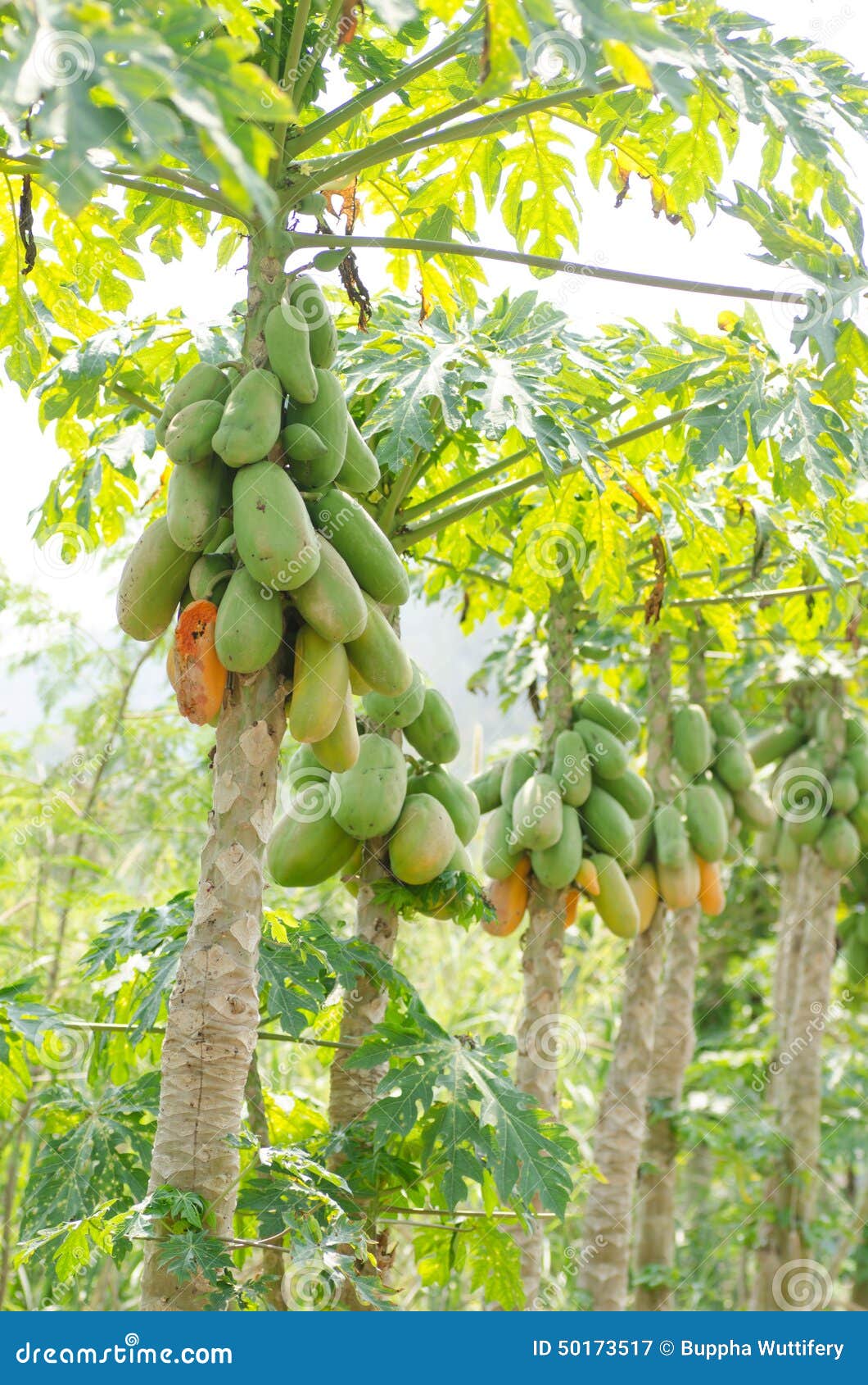 Papaya tree stock image. Image of plant, green, papaya - 50173517