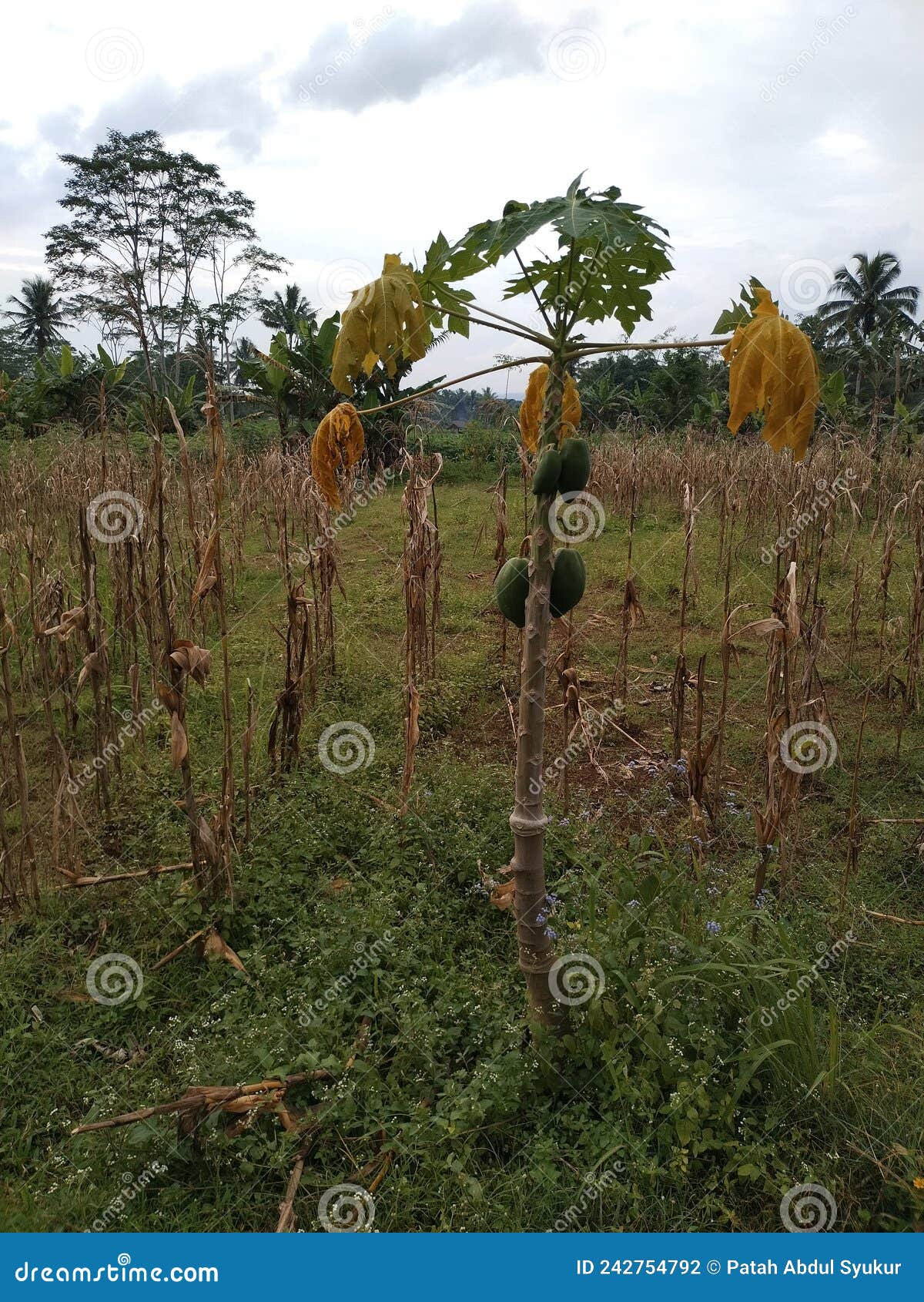 Papaya Tree in Field stock photo. Image of vegetation - 242754792