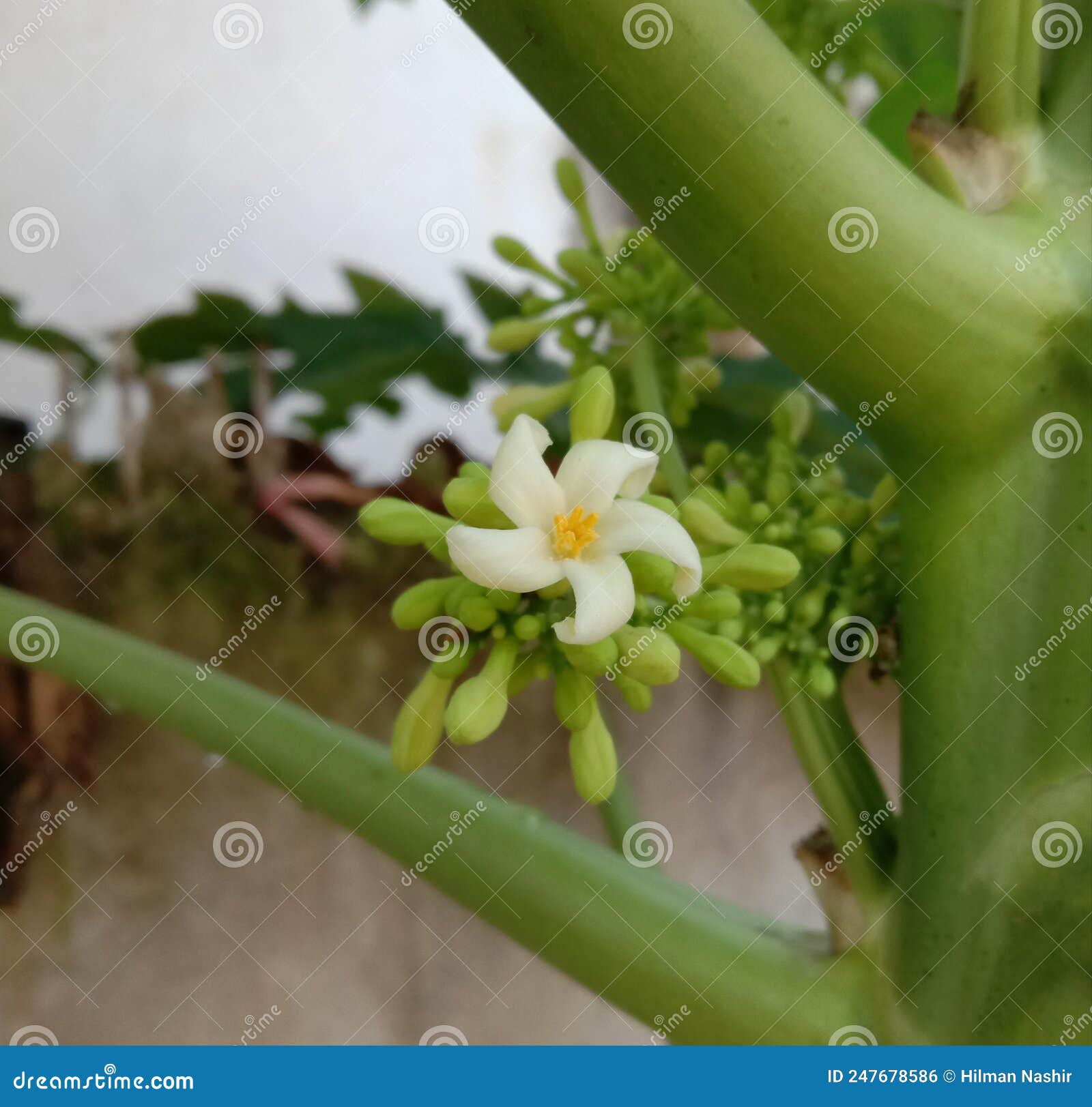 Papaya Tree Flower in Bloom Stock Photo - Image of leaf, petal: 247678586