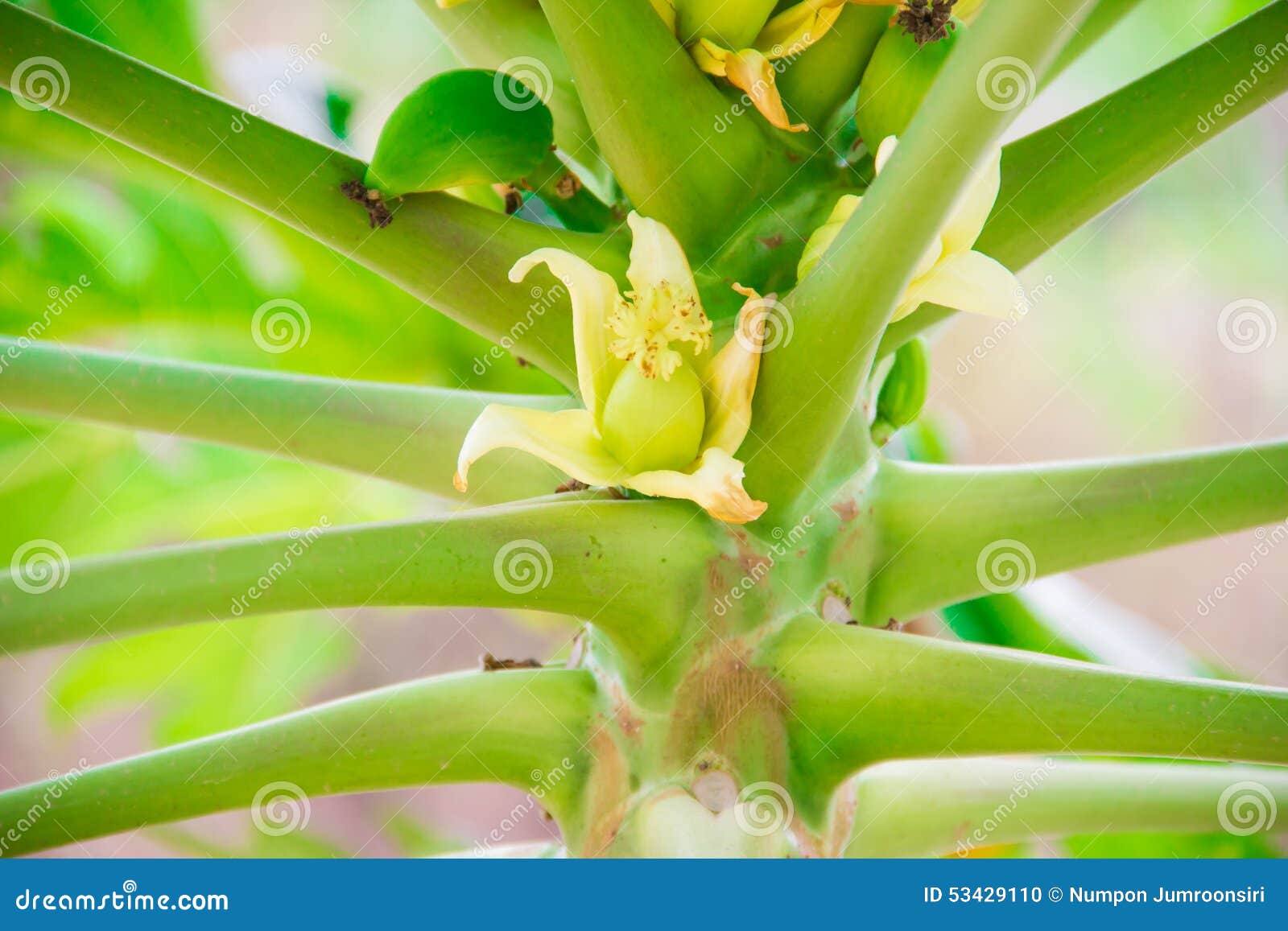 Papaya tree with flowers stock photo. Image of macro - 53429110