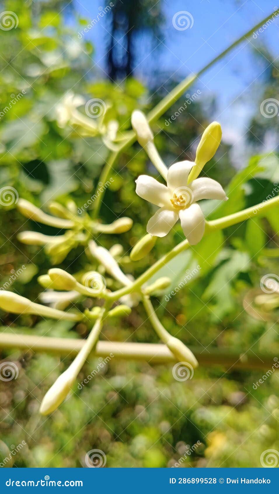 Papaya Tree Flowers before Blooming and when they Bloom Which Will ...