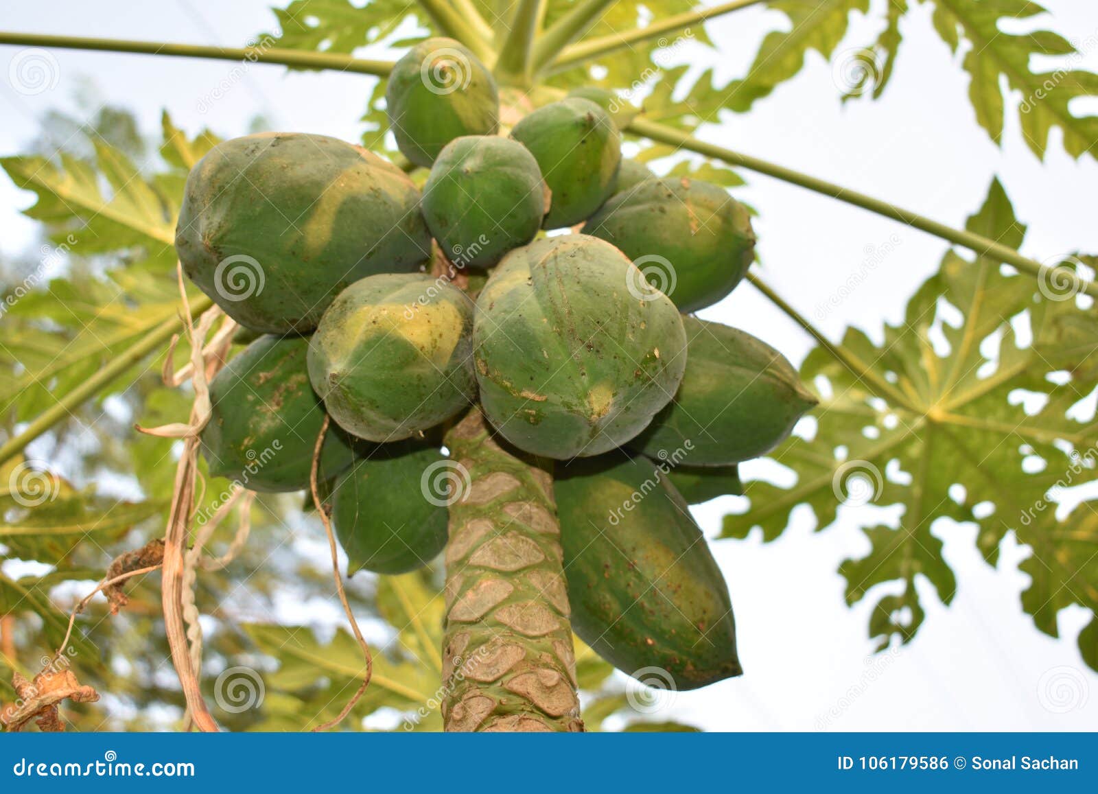 Papaya tree stock photo. Image of fruit, form, papaya - 106179586