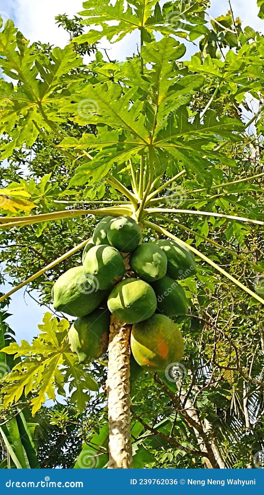 Papaya Tree Fruit is Dense and Round Stock Photo - Image of papaya ...