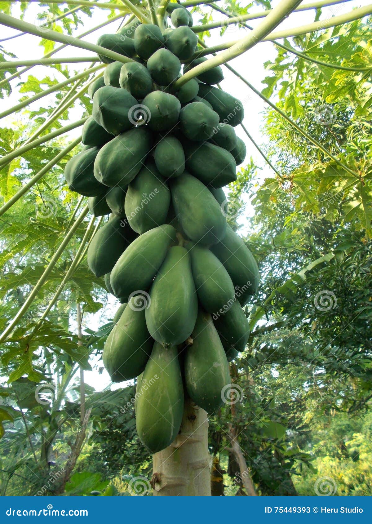 Papaya tree stock image. Image of delicious, closeup - 75449393