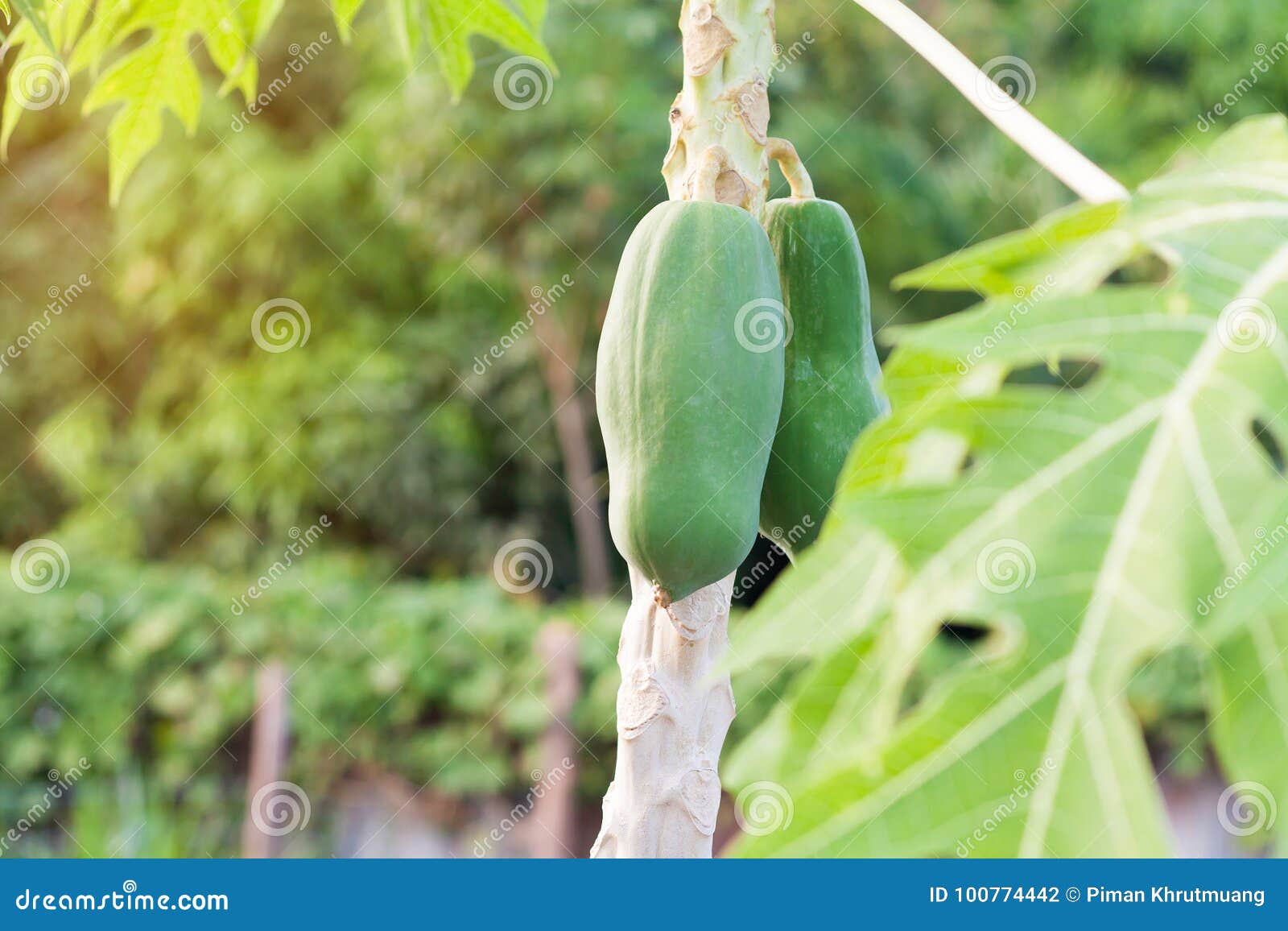 Papaya Tree Fruits Stock Photos - Royalty Free Pictures