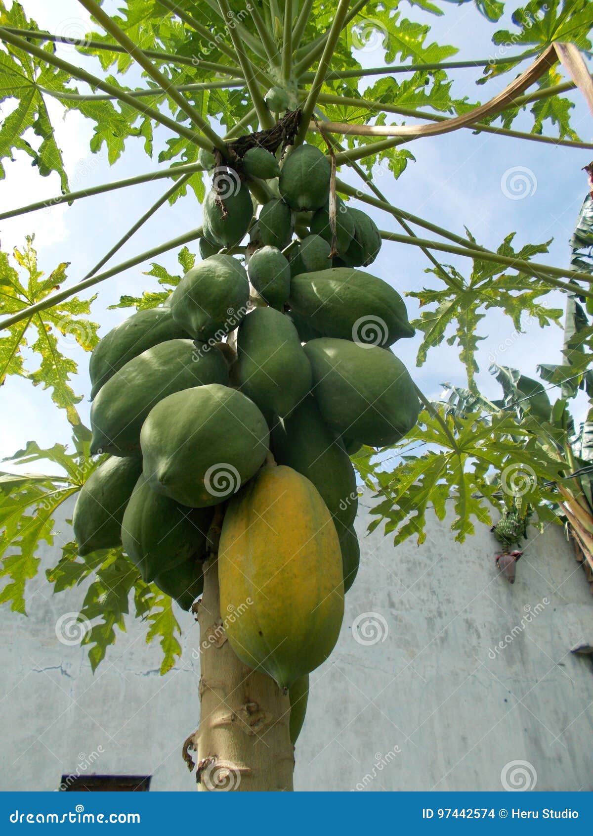 Papaya tree and fruits stock photo. Image of flora, fresh - 97442574