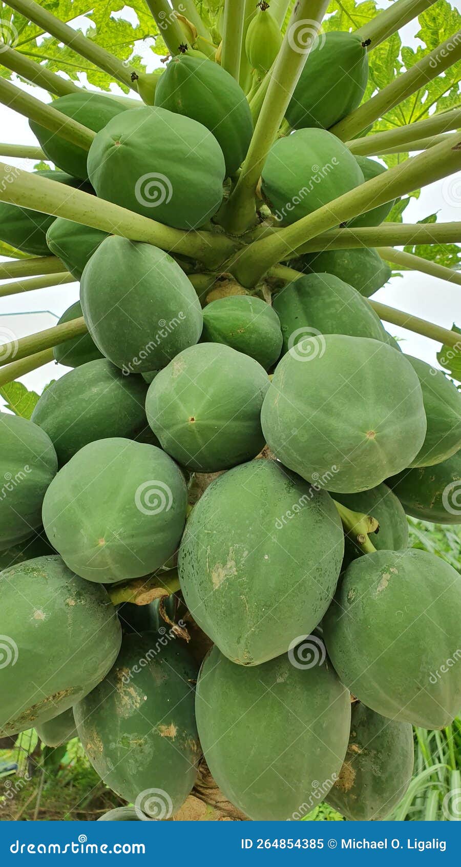 Papaya Tree Full of Green Fruits Stock Image - Image of green, full ...