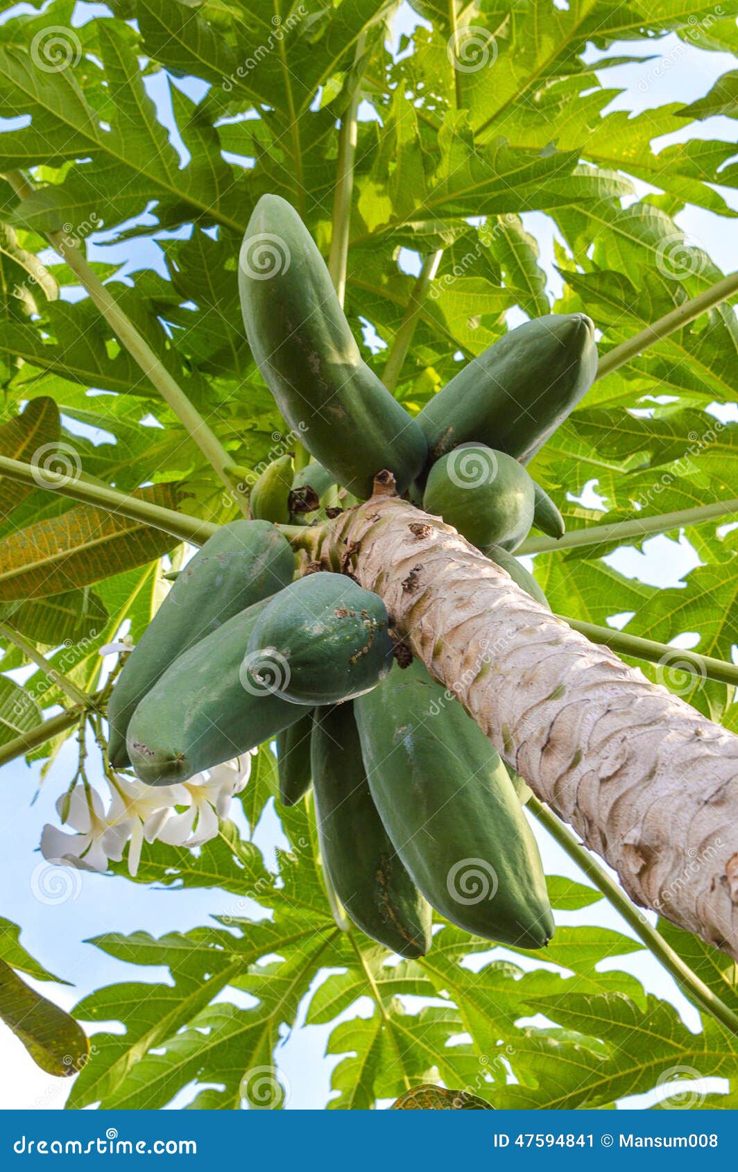 Papaya tree stock image. Image of garden, plant, vegetable - 47594841