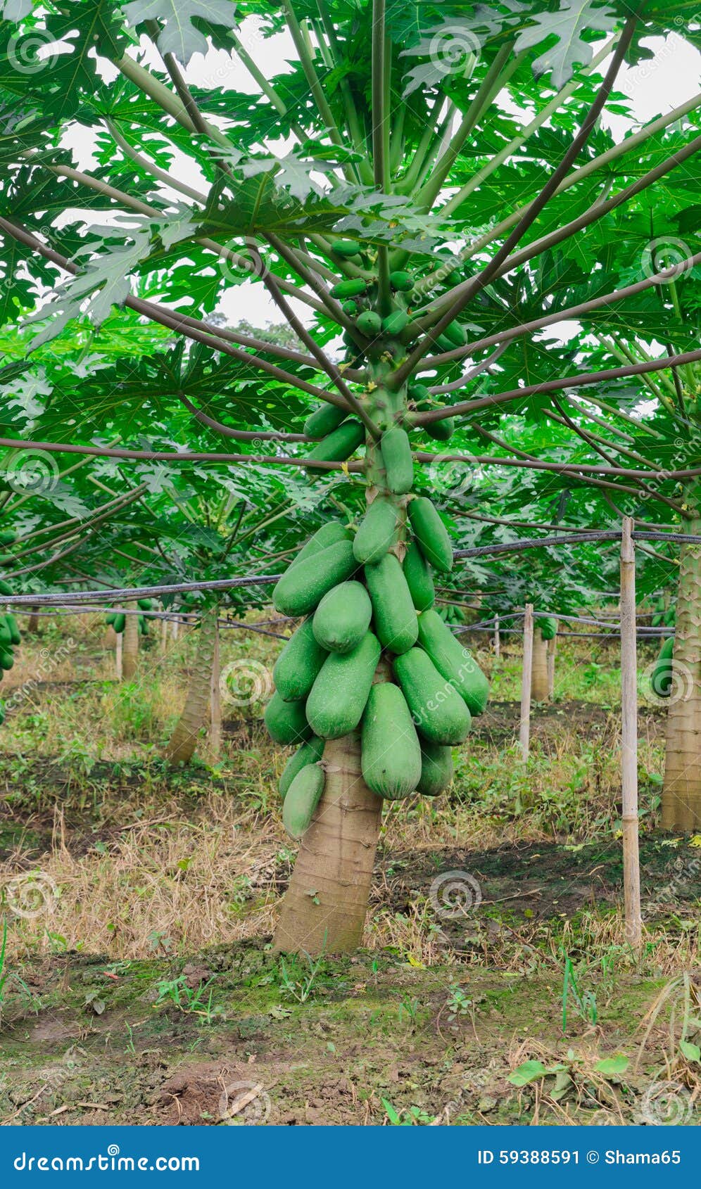 Papaya tree stock image. Image of food, garden, healthy - 59388591
