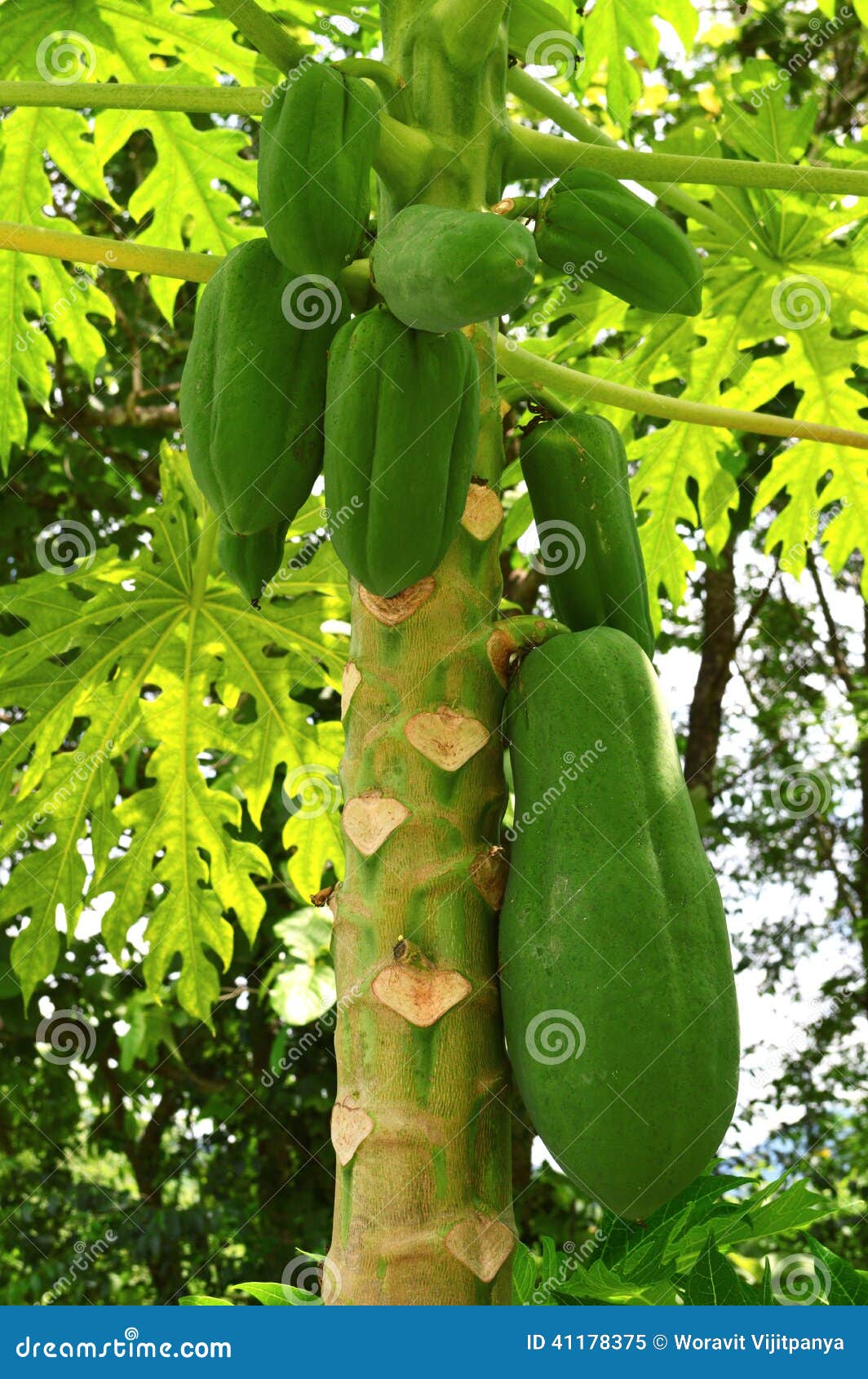 PAPAYA TREE stock image. Image of trees, food, green - 41178375