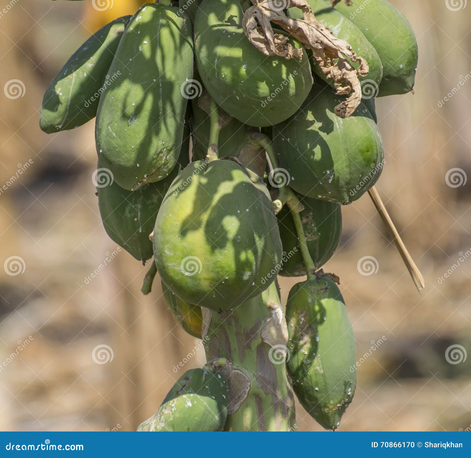 Papaya Tree stock photo. Image of indonesia, madhya, food - 70866170