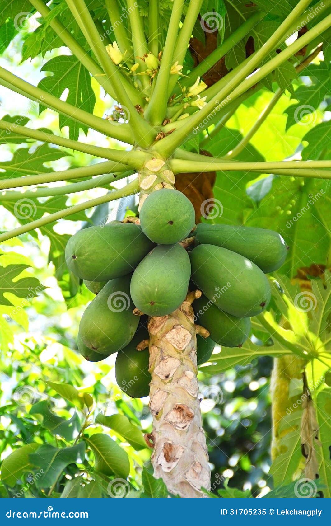 Papaya Tree stock image. Image of outdoors, fresh, papaya - 31705235