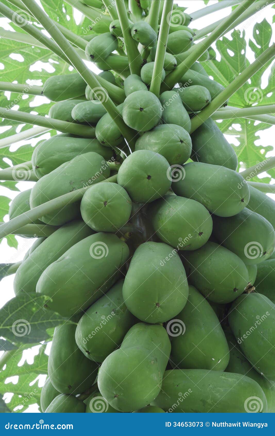 Papaya stock image. Image of vegetarian, natural, leaf - 34653073