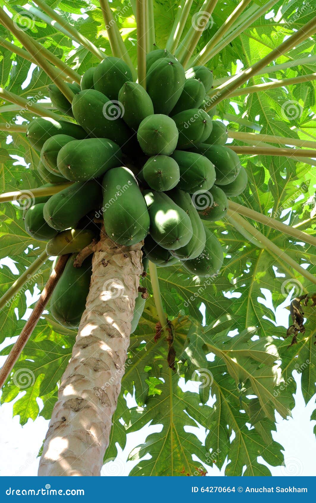Papaya tree stock photo. Image of tropical, papaia, trees - 64270664