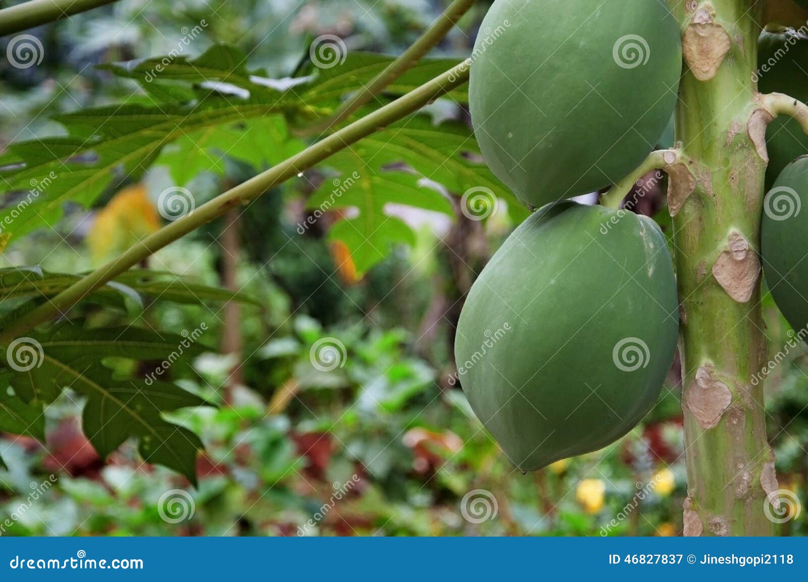 Papaya tree stock image. Image of fruit, garden, farming - 46827837