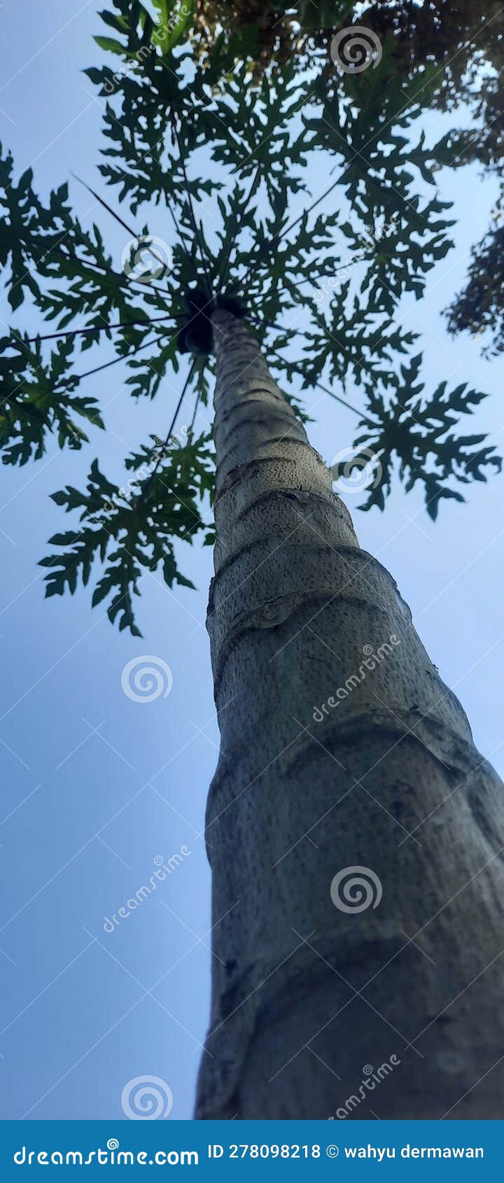 Papaya Tree that Grows on the Island of Sumatra Stock Photo - Image of ...