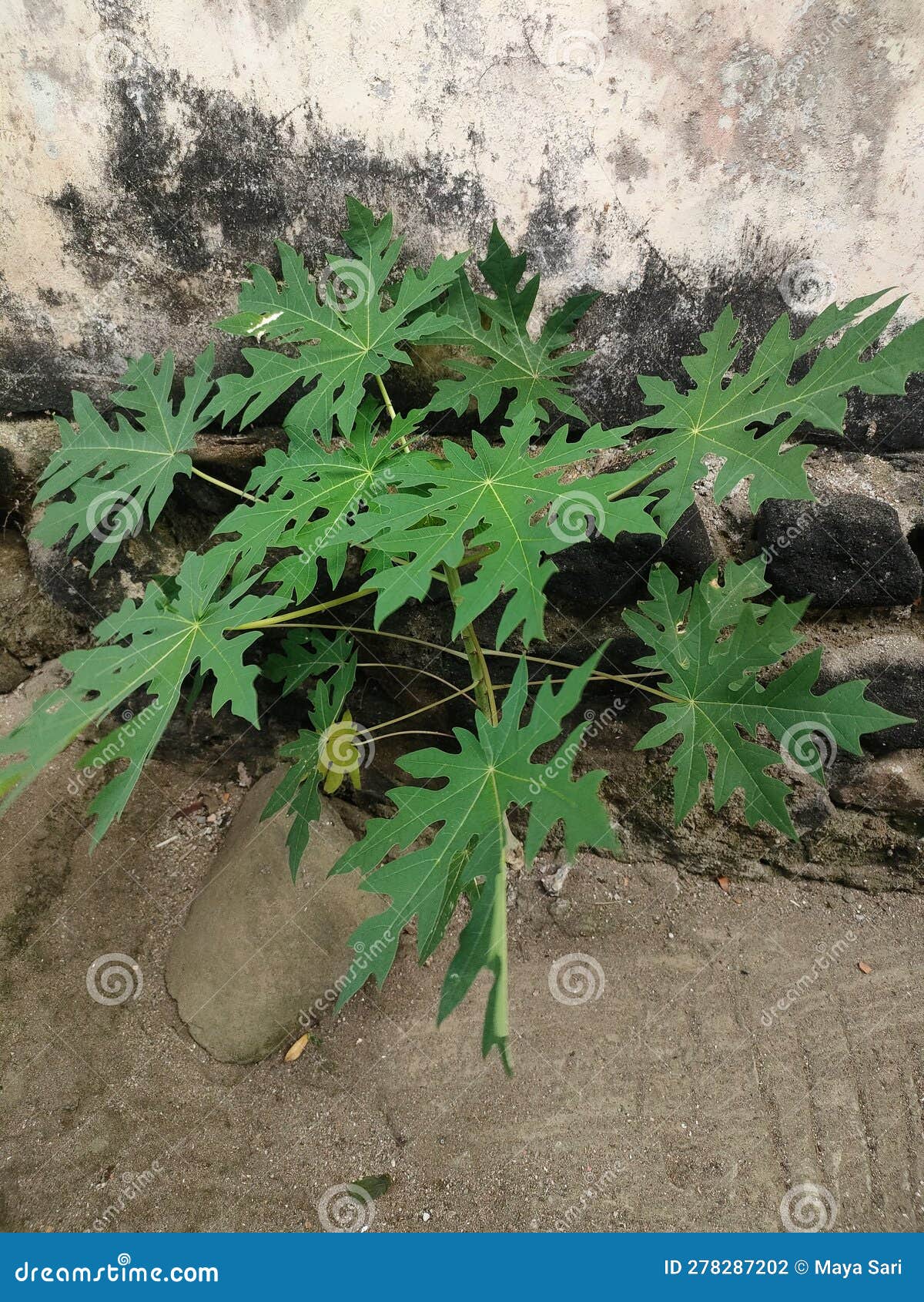 Papaya Tree that Grows in the Yard of the House Stock Photo - Image of ...
