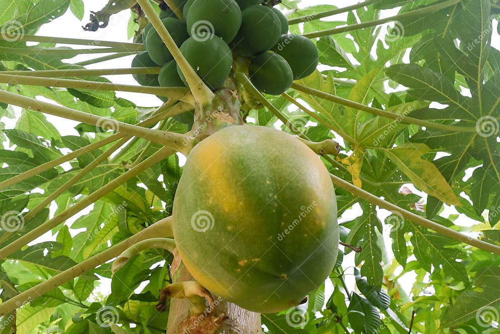 Papaya on a tree stock photo. Image of bunch, tree, plant - 73805018