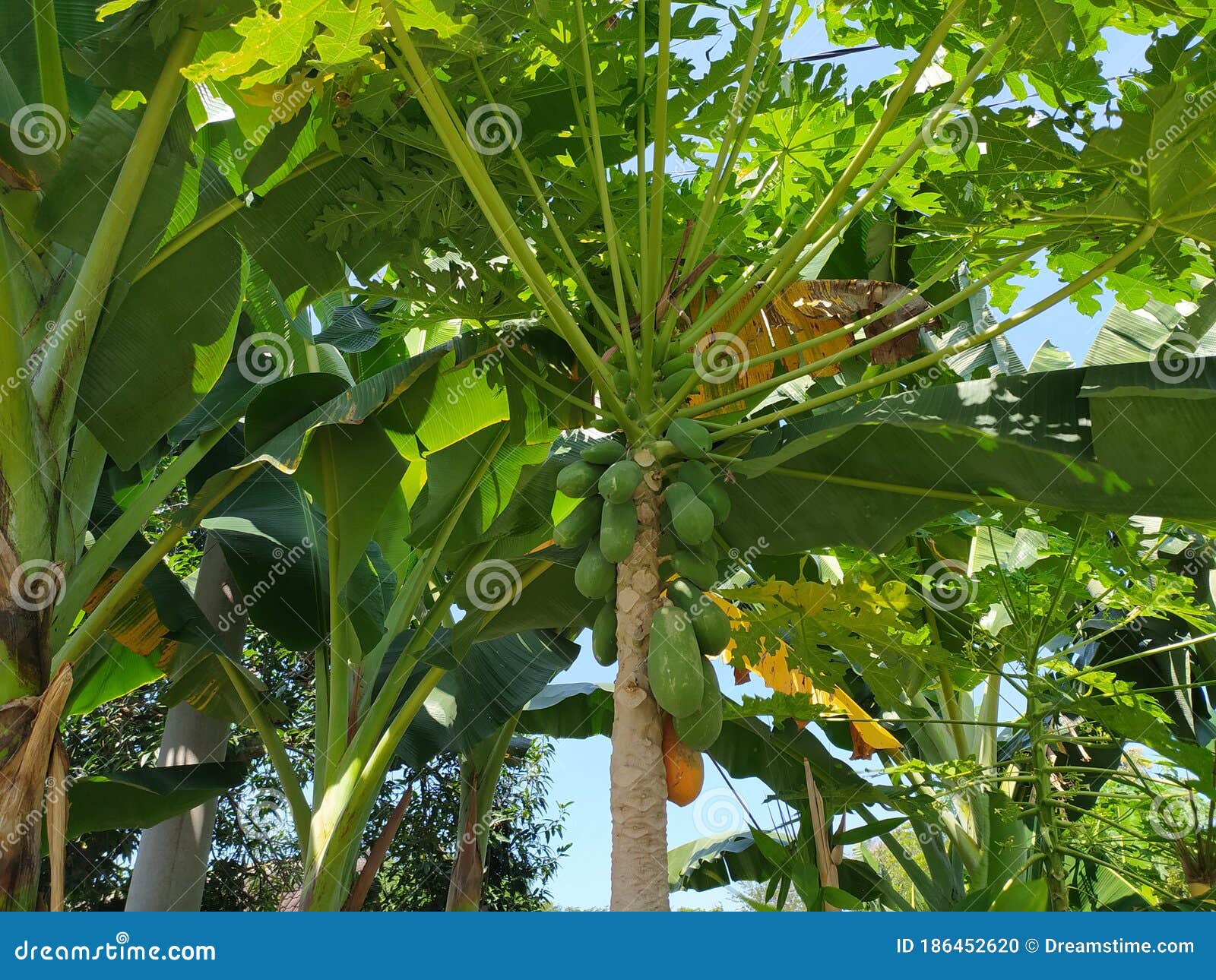 Papaya tree from Indonesia stock photo. Image of garden - 186452620