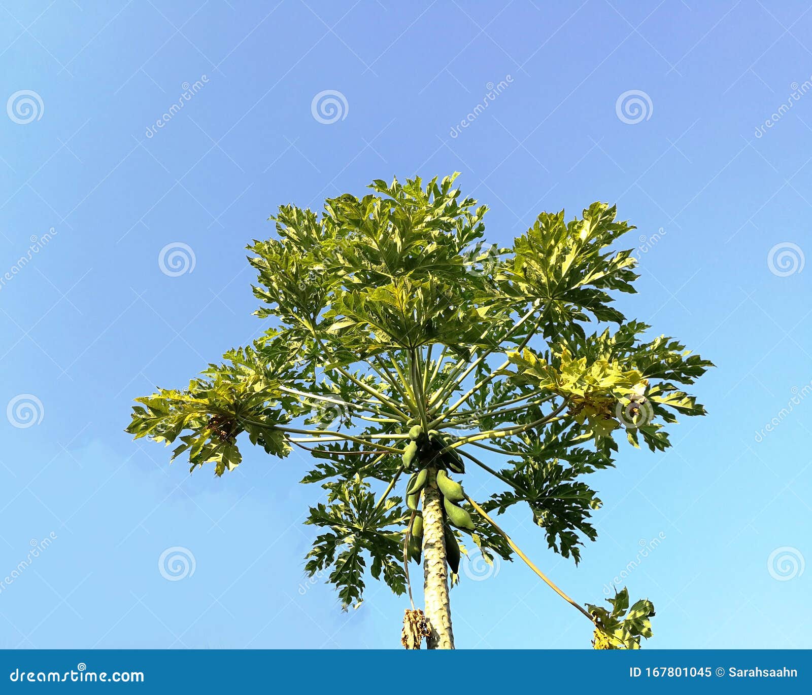 A Papaya Tree Isolated on Blue Sky Background Stock Image - Image of ...