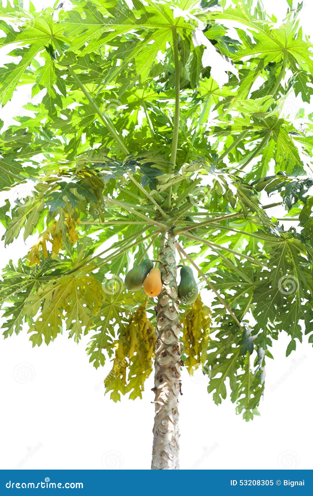 Papaya Tree Isolated on White Background Stock Image - Image of island ...