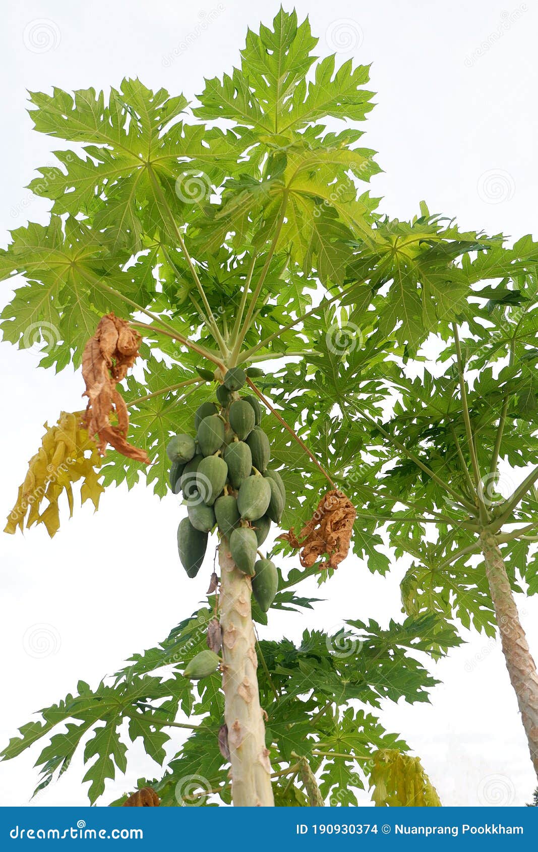 Papaya Tree Isolated on White Background Stock Photo - Image of branch ...