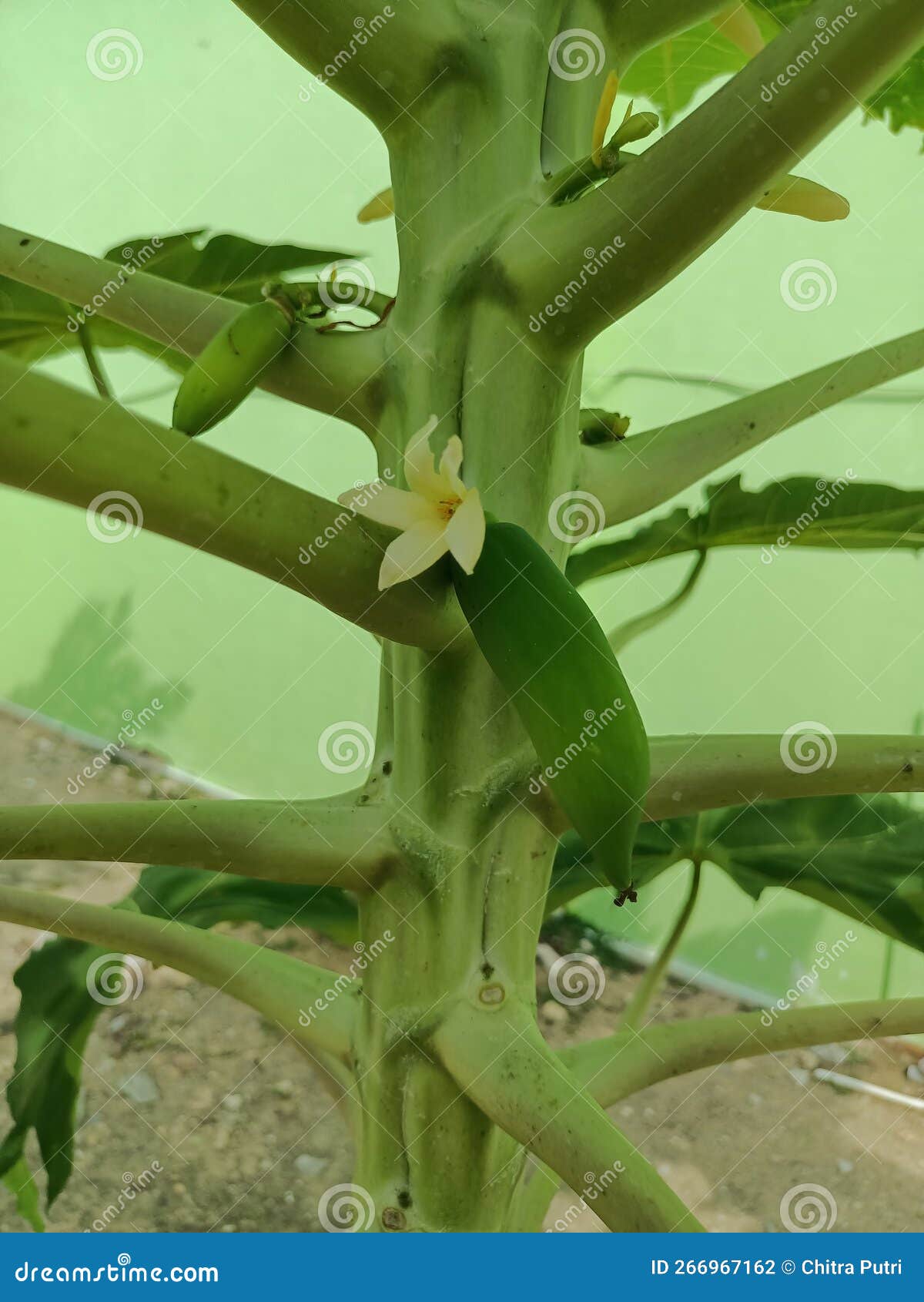 Papaya Tree and Its Small Fruit Stock Photo - Image of shrub, grass ...