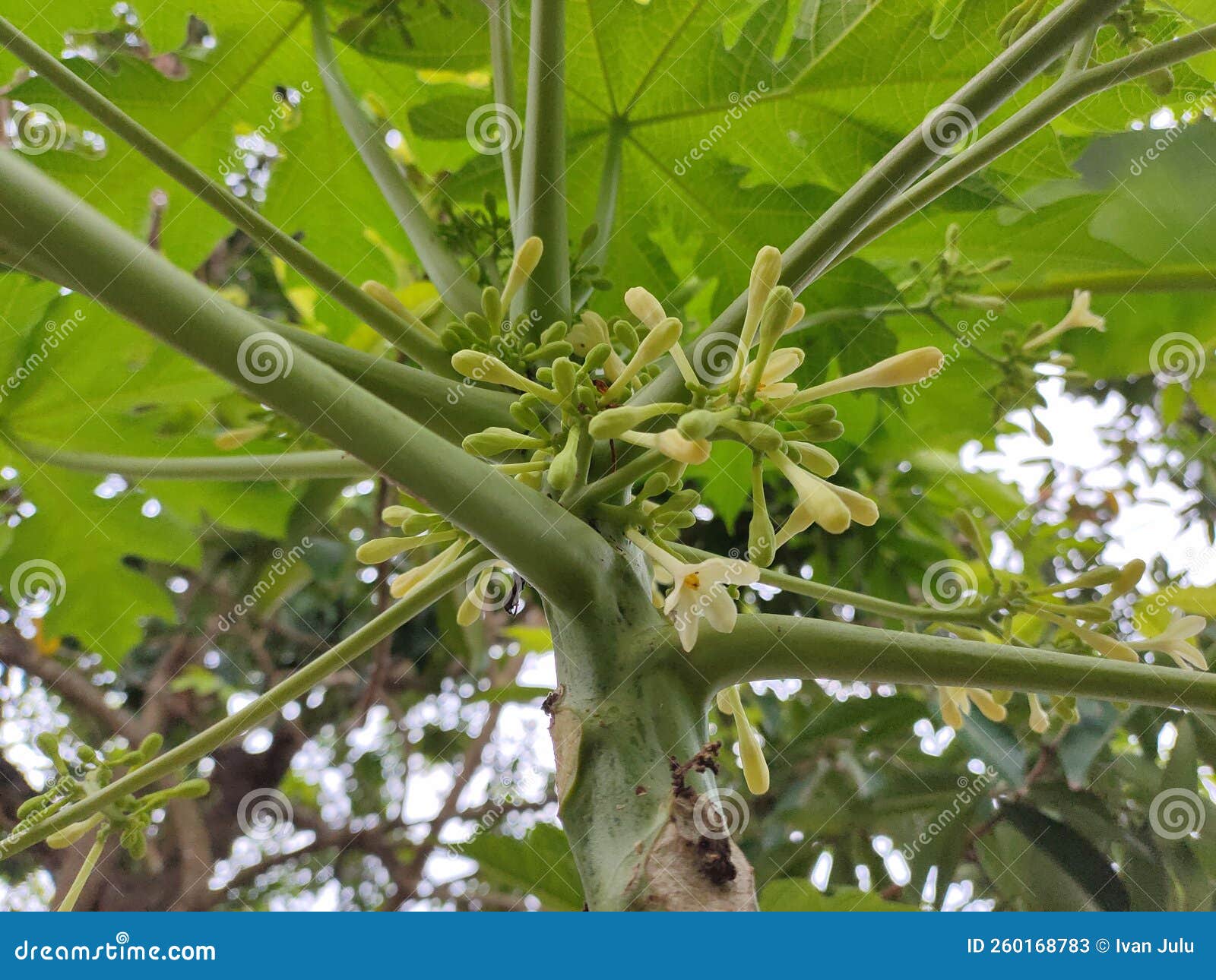 Papaya Tree that Just Released Flowers Stock Image - Image of tree ...