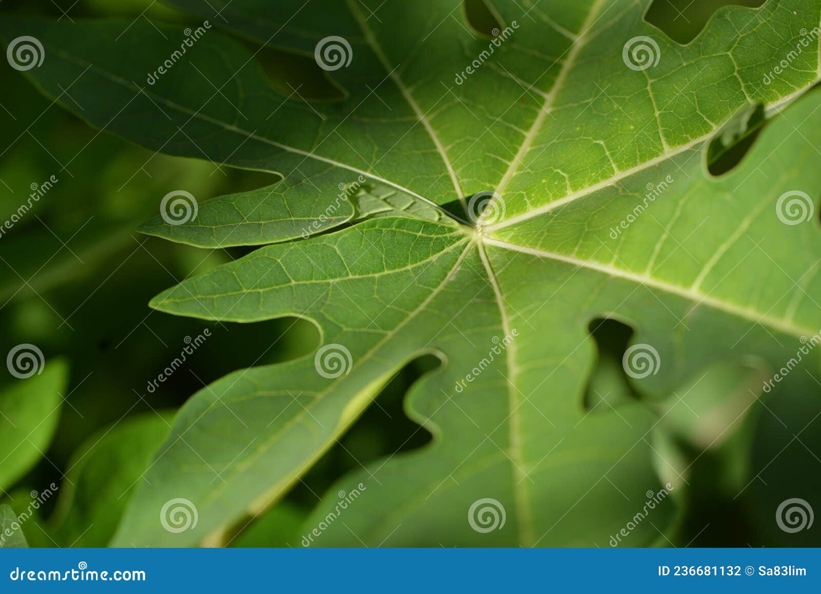 Papaya tree leaves stock photo. Image of maple, plant - 236681132