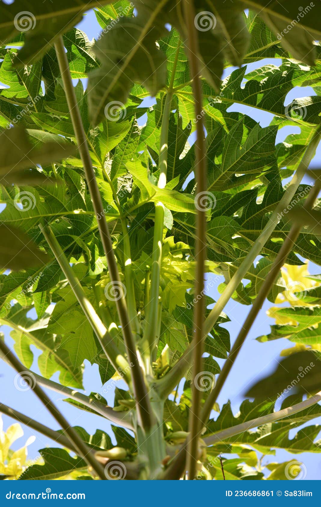 Papaya tree leaves stock image. Image of branch, produce - 236686861