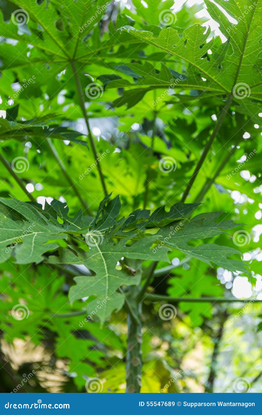 Papaya Tree Leaves stock image. Image of nature, background - 55547689