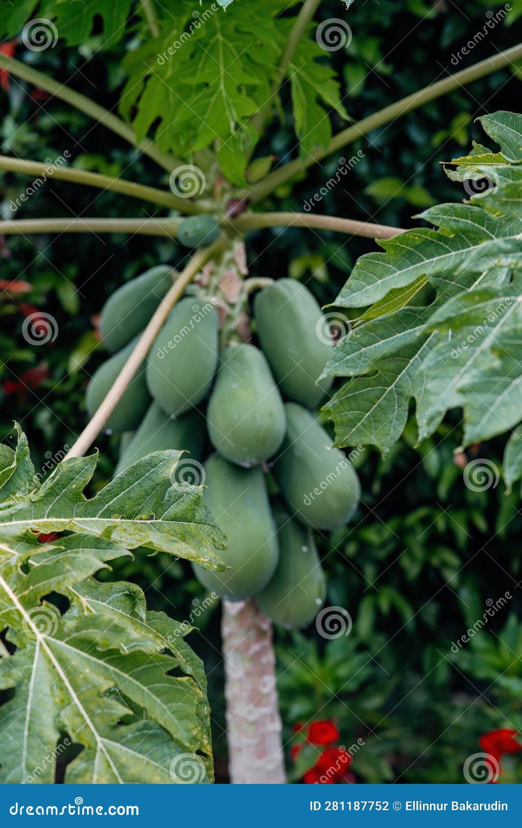Papaya Tree Leaves with Papayas in the Background Stock Photo - Image ...