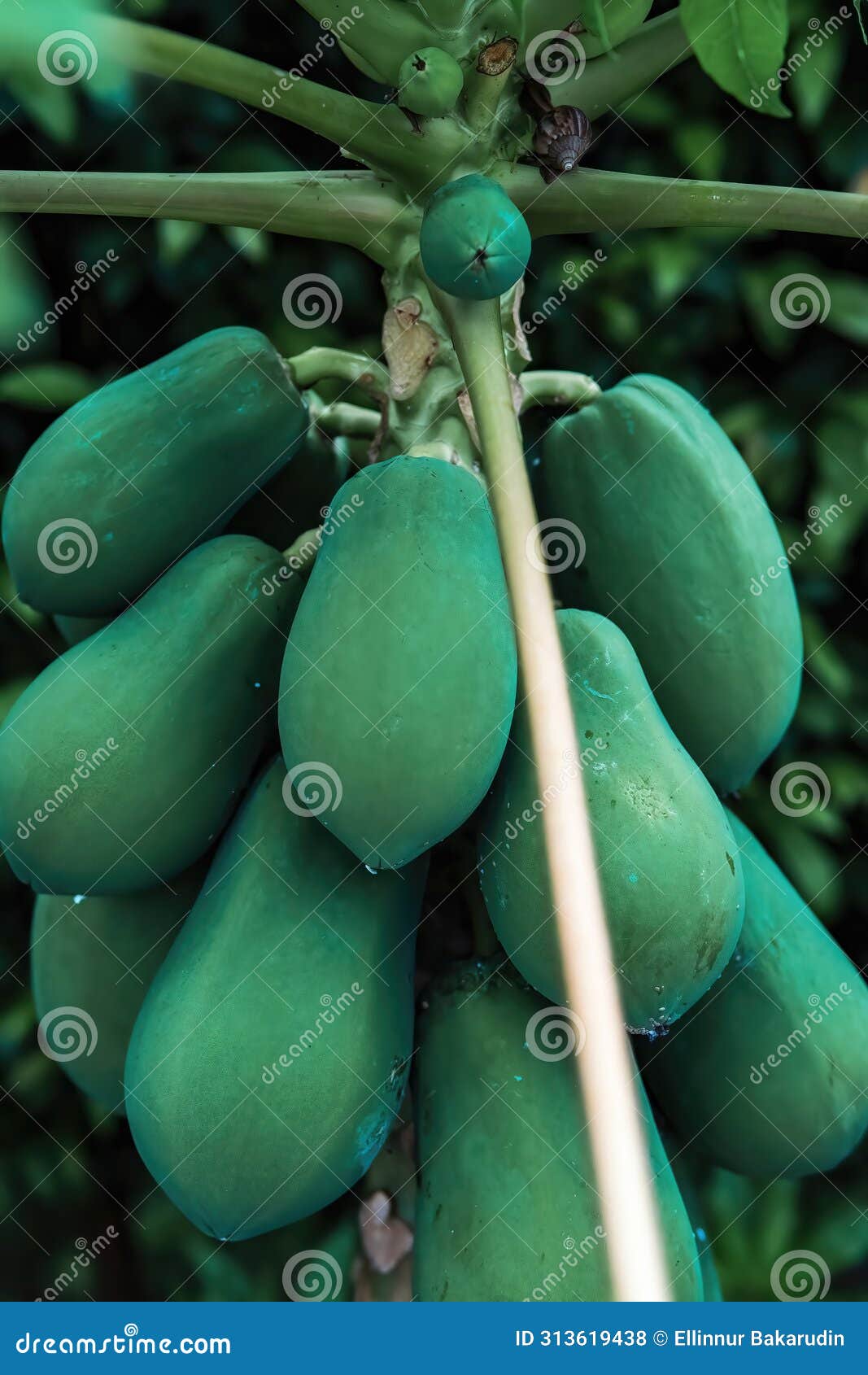 Papaya Tree Leaves with Papayas in the Background Stock Photo - Image ...