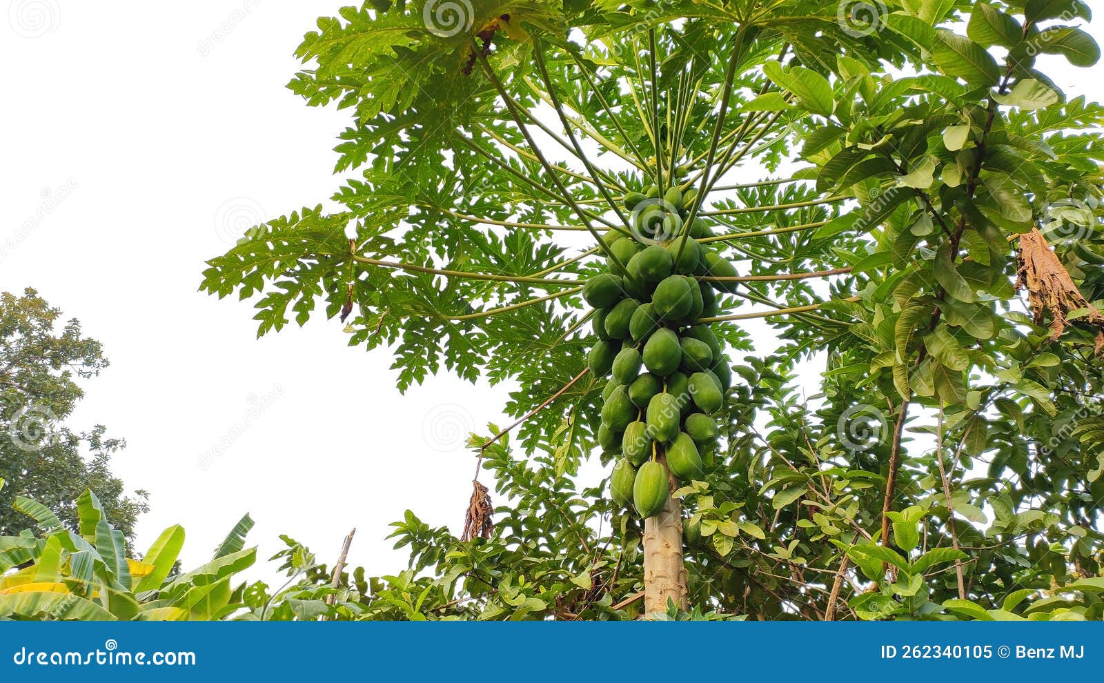 A Papaya Tree with a Lot of Papayas on it Stock Image - Image of ...