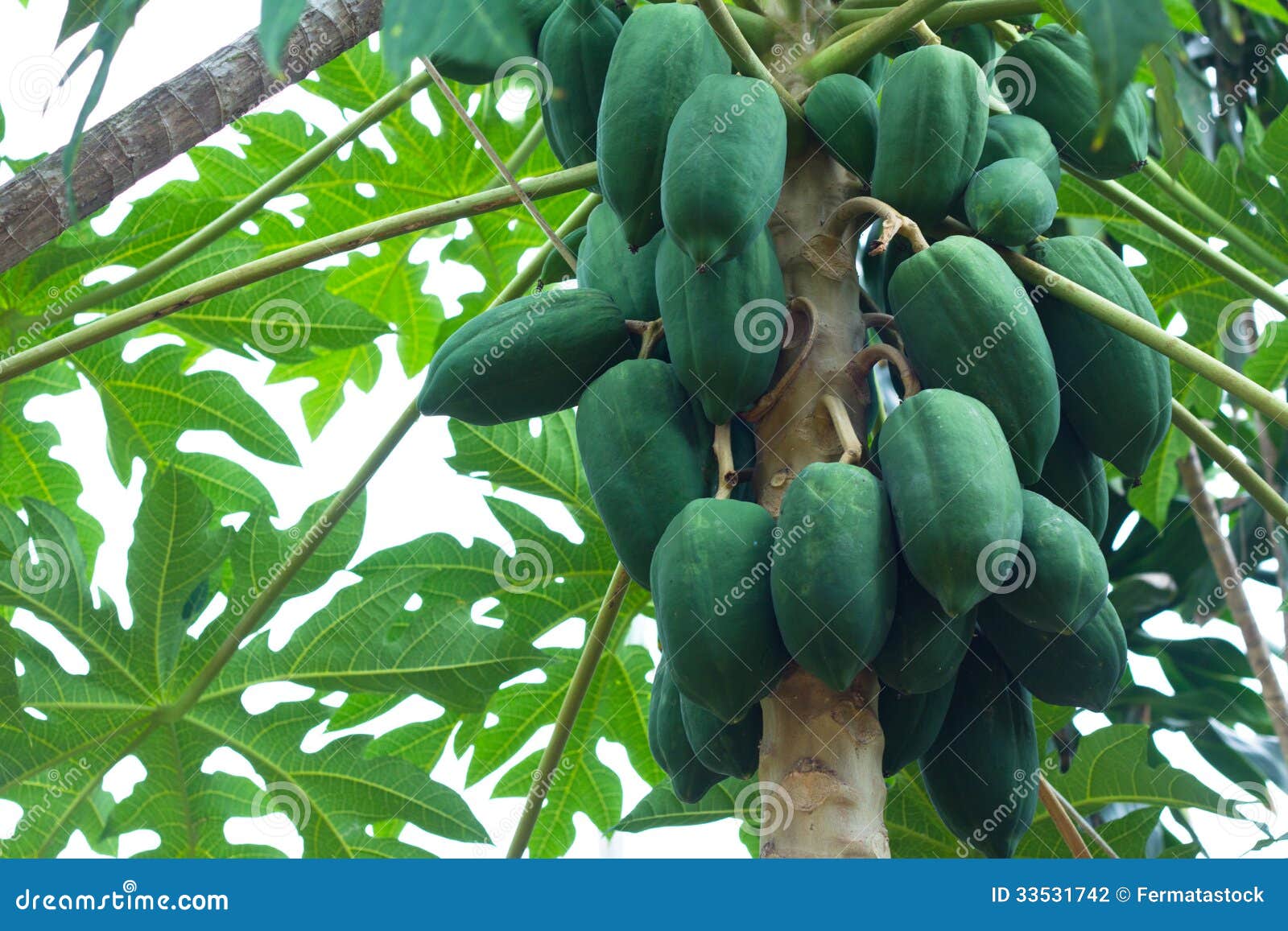 Papaya Tree stock photo. Image of tropical, thailand - 33531742