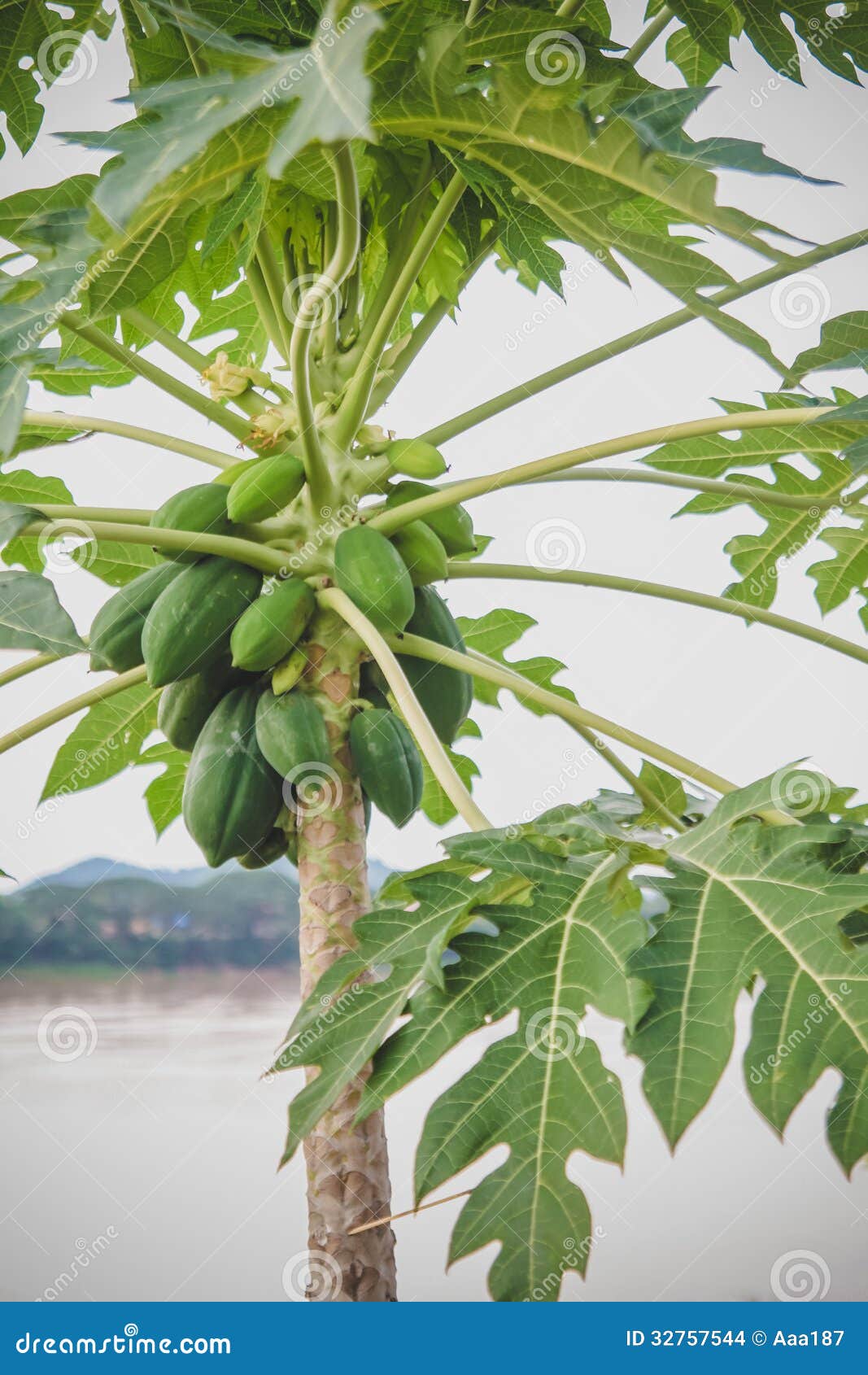 Papaya tree stock photo. Image of plant, nutrition, exotic - 32757544